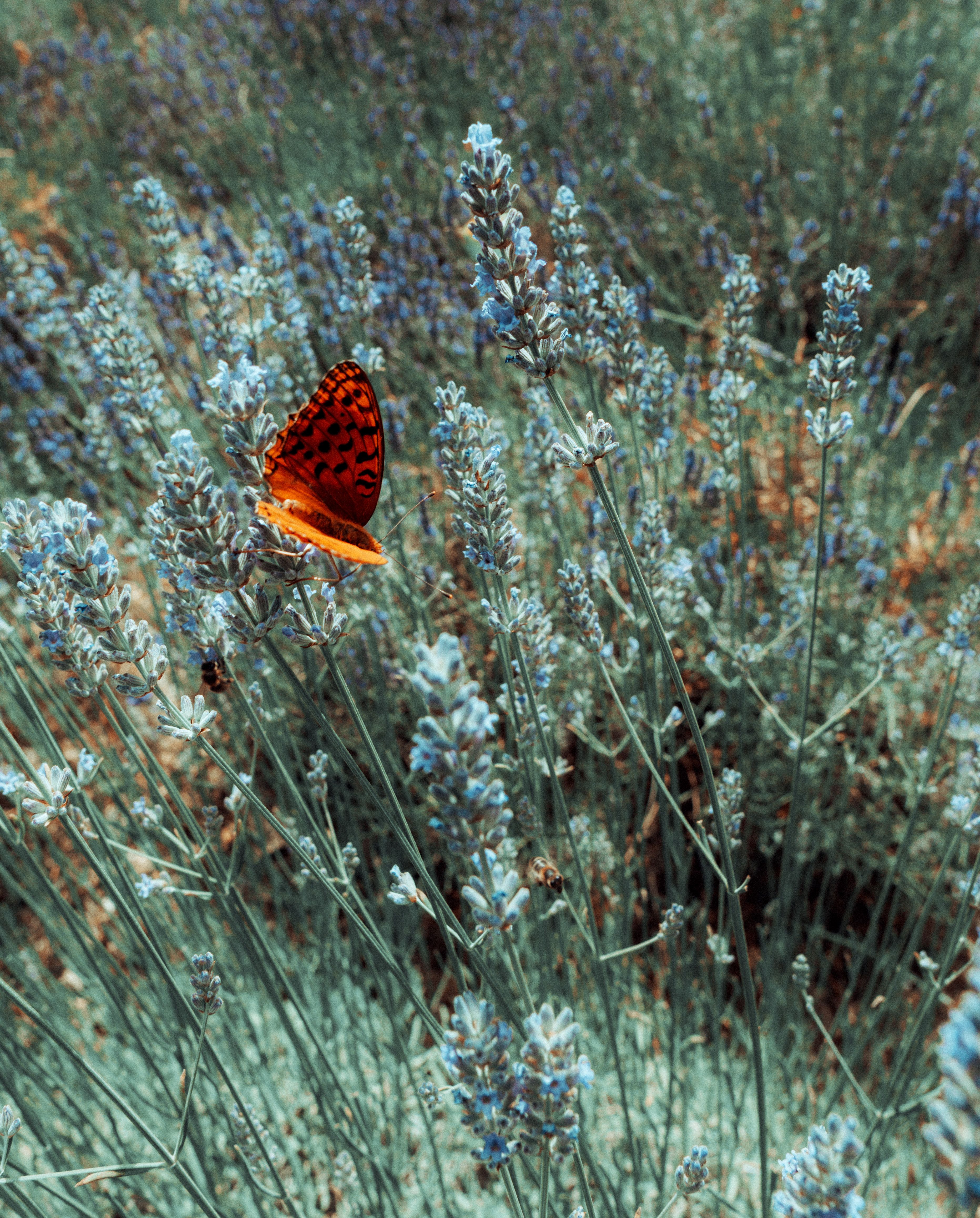 Beautiful Butterfly on Lavender in Provence · Free Stock Photo