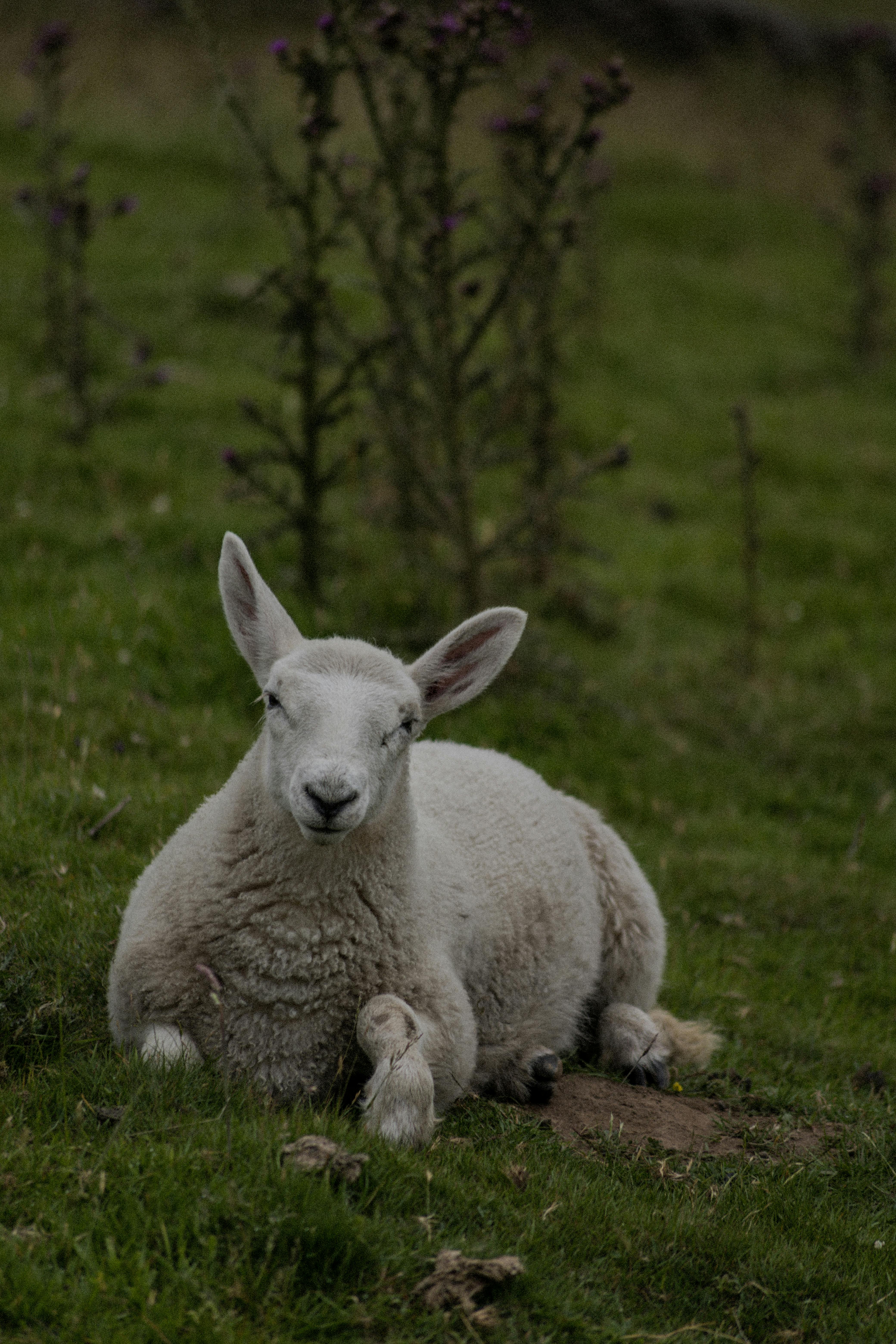 Resting Lamb in Tranquil Pasture · Free Stock Photo