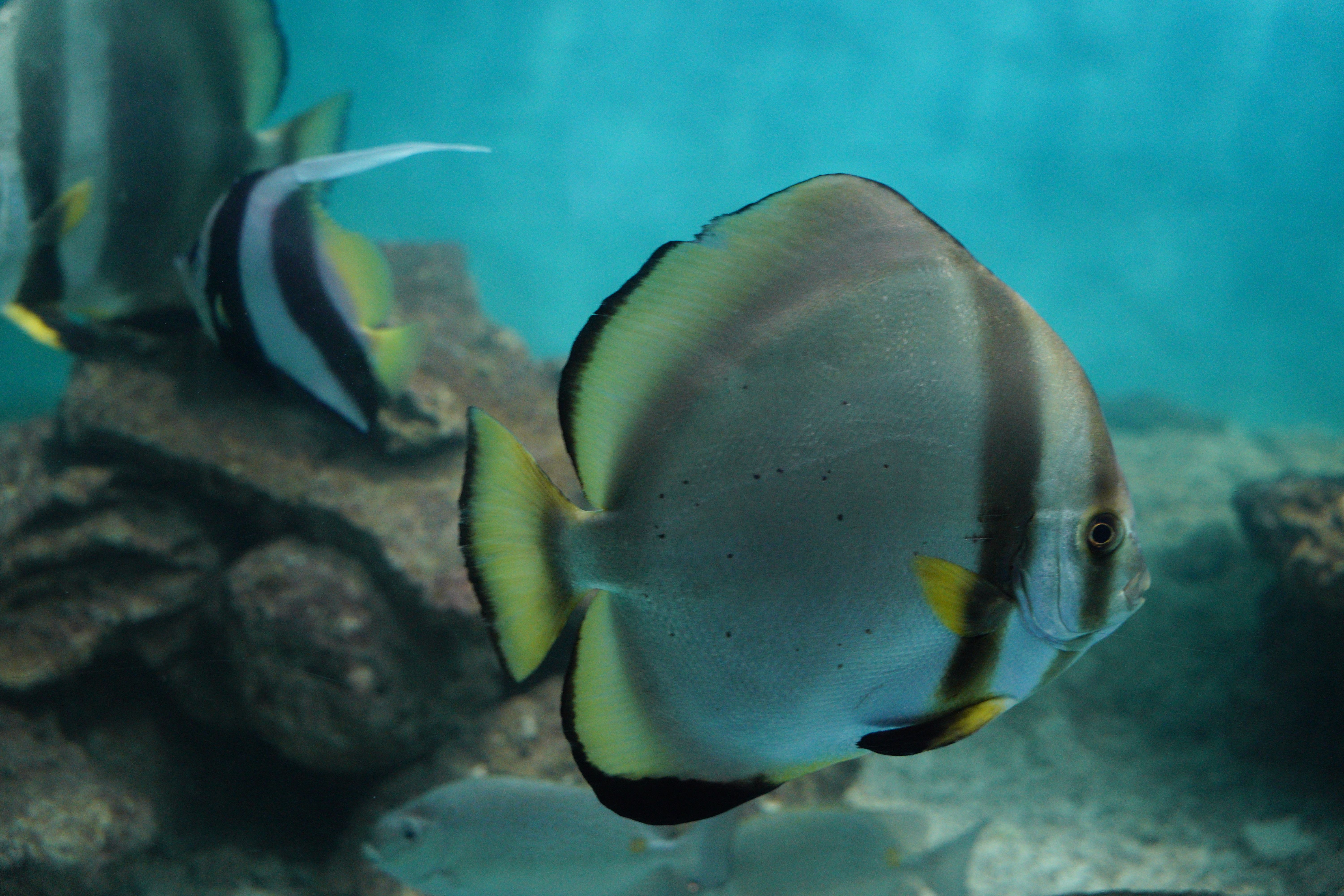 Colorful Batfish Swimming Underwater in Aquarium · Free Stock Photo
