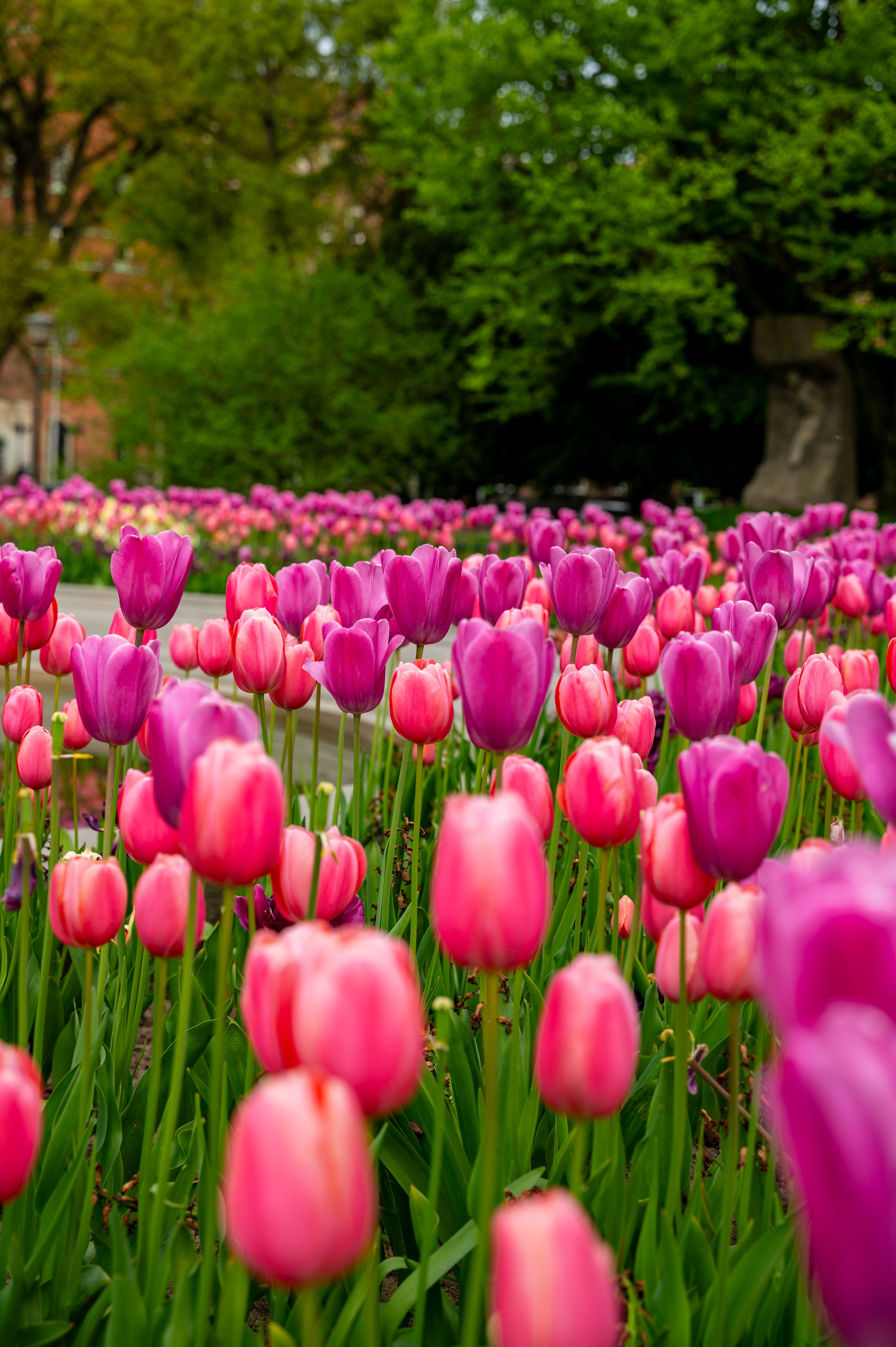 Instagram Flowers Photos, Download The BEST Free Instagram Flowers ...