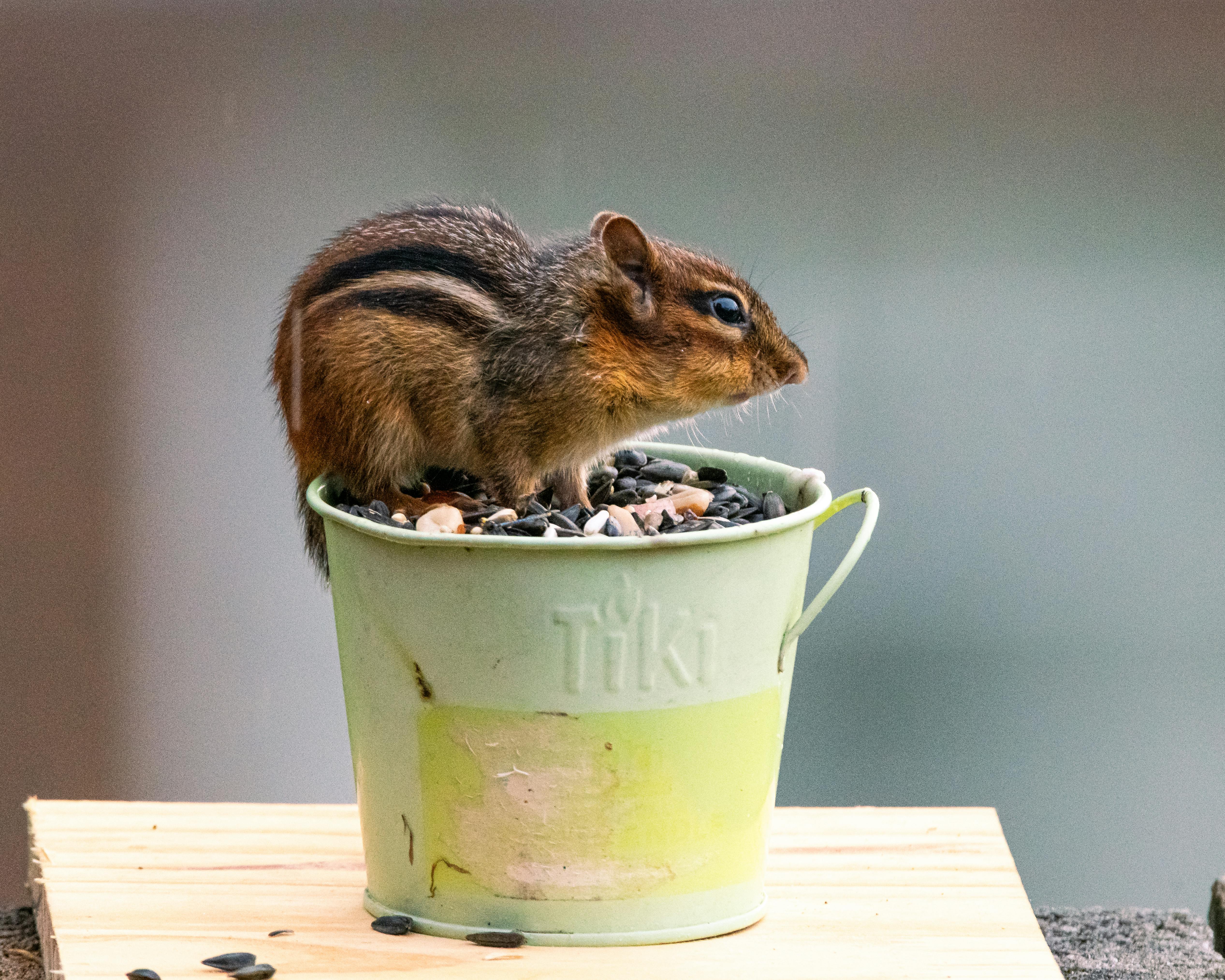 Soup Buckets Photos, Download The BEST Free Soup Buckets Stock Photos ...
