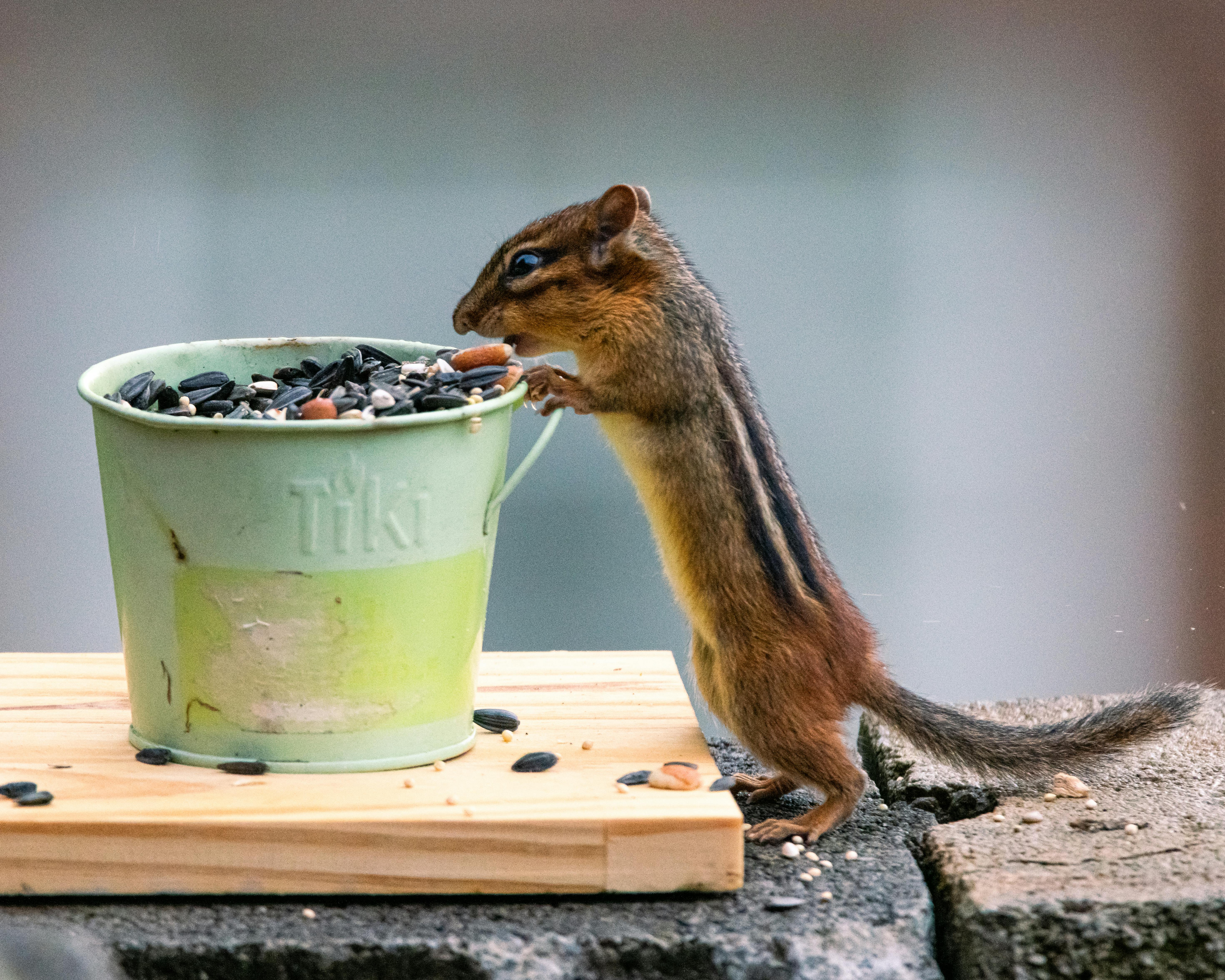 Chipmunk Eating Seeds from a Green Bucket · Free Stock Photo