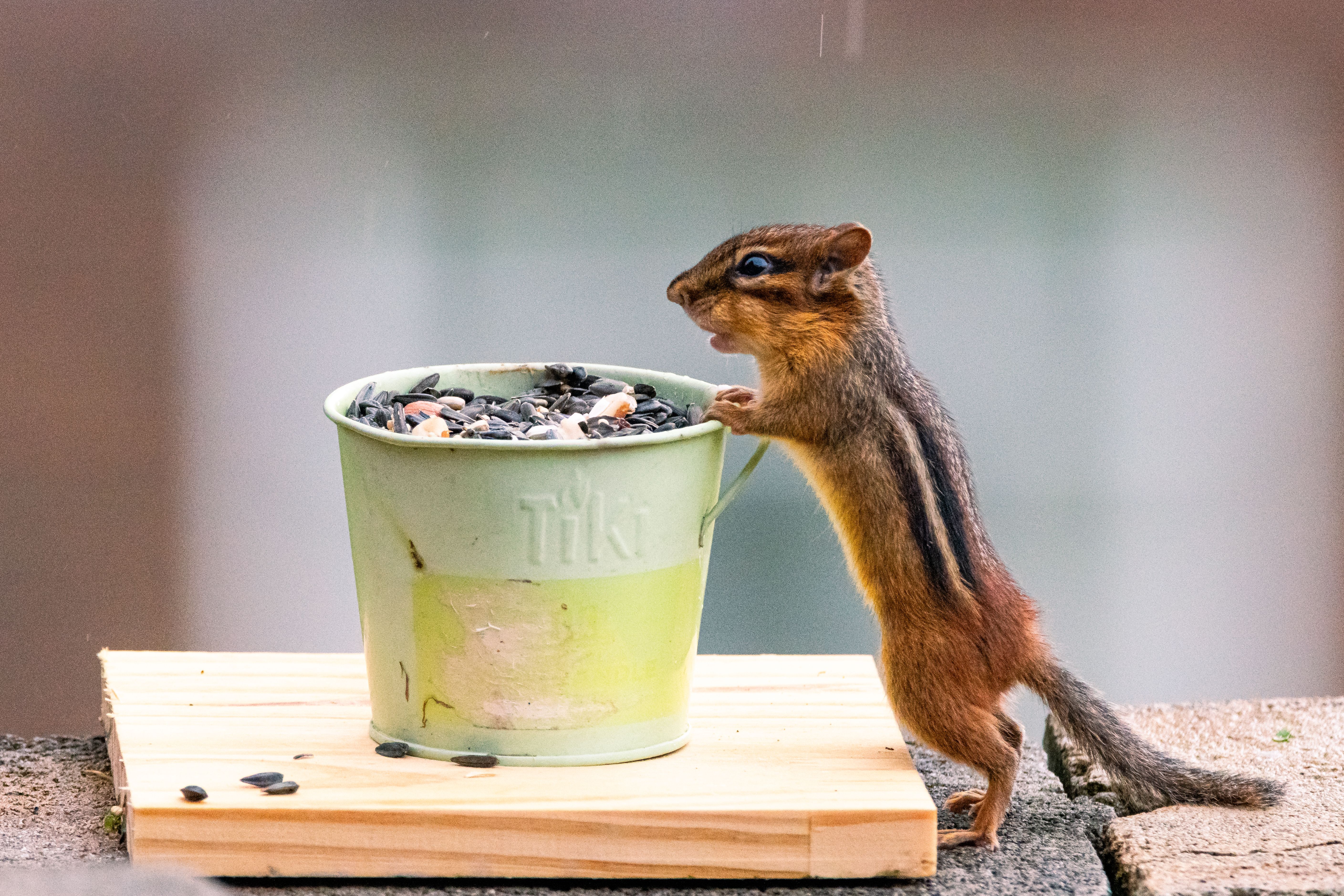Curious Chipmunk with Green Seed Bucket Outdoors · Free Stock Photo