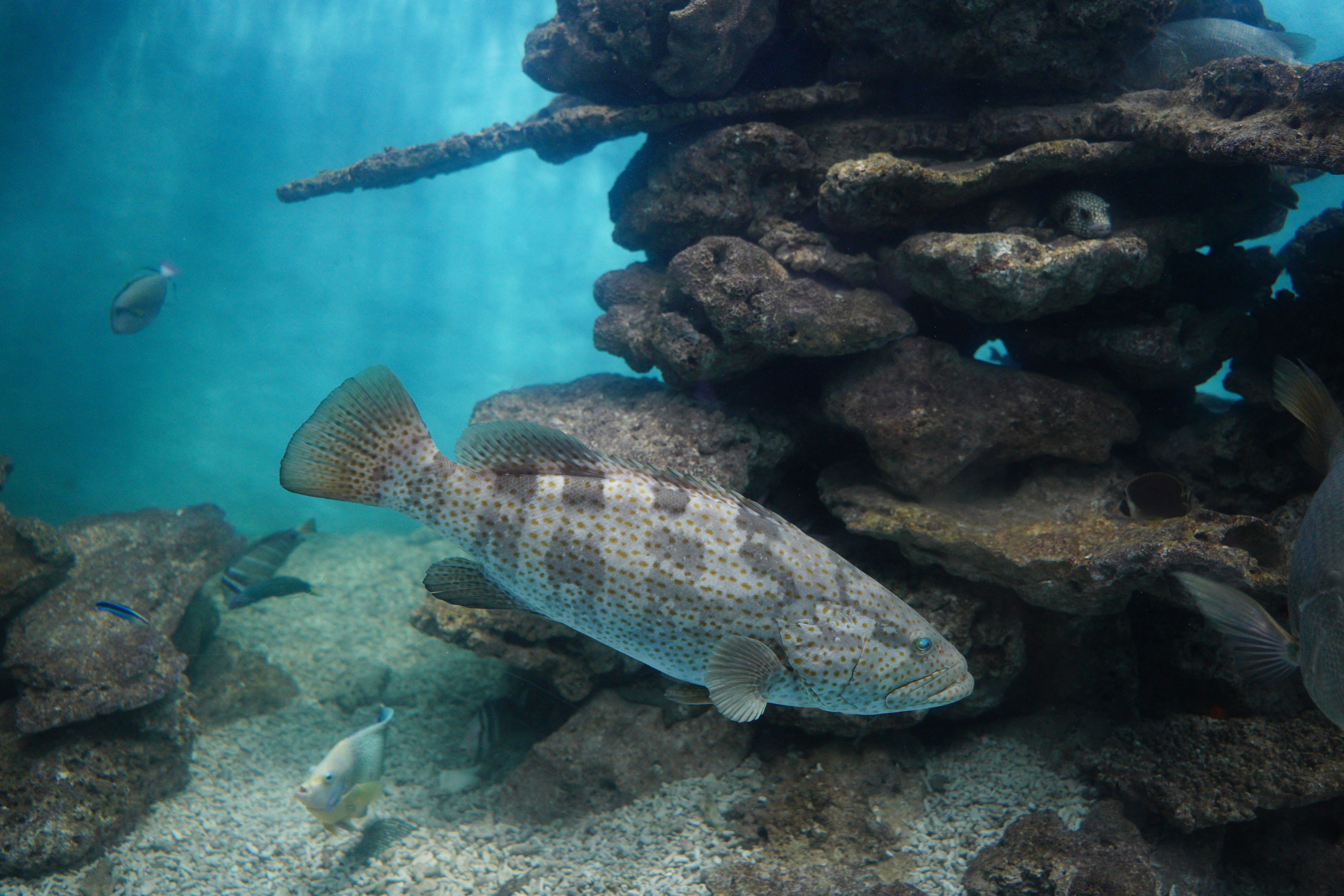 Coral Reef Flat Photos, Download The BEST Free Coral Reef Flat Stock ...