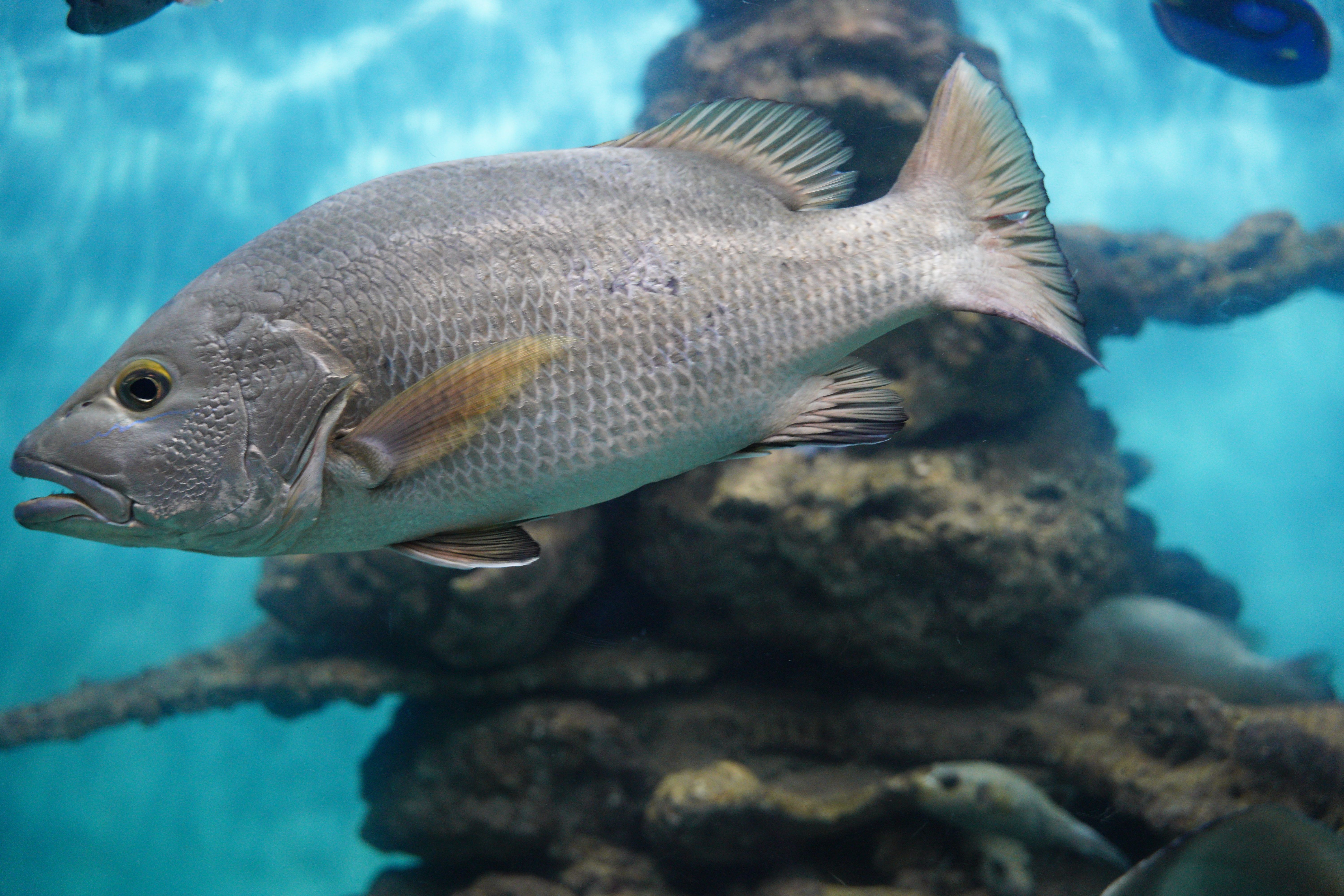 Ocean Fish Photos, Download The BEST Free Ocean Fish Stock Photos & HD ...
