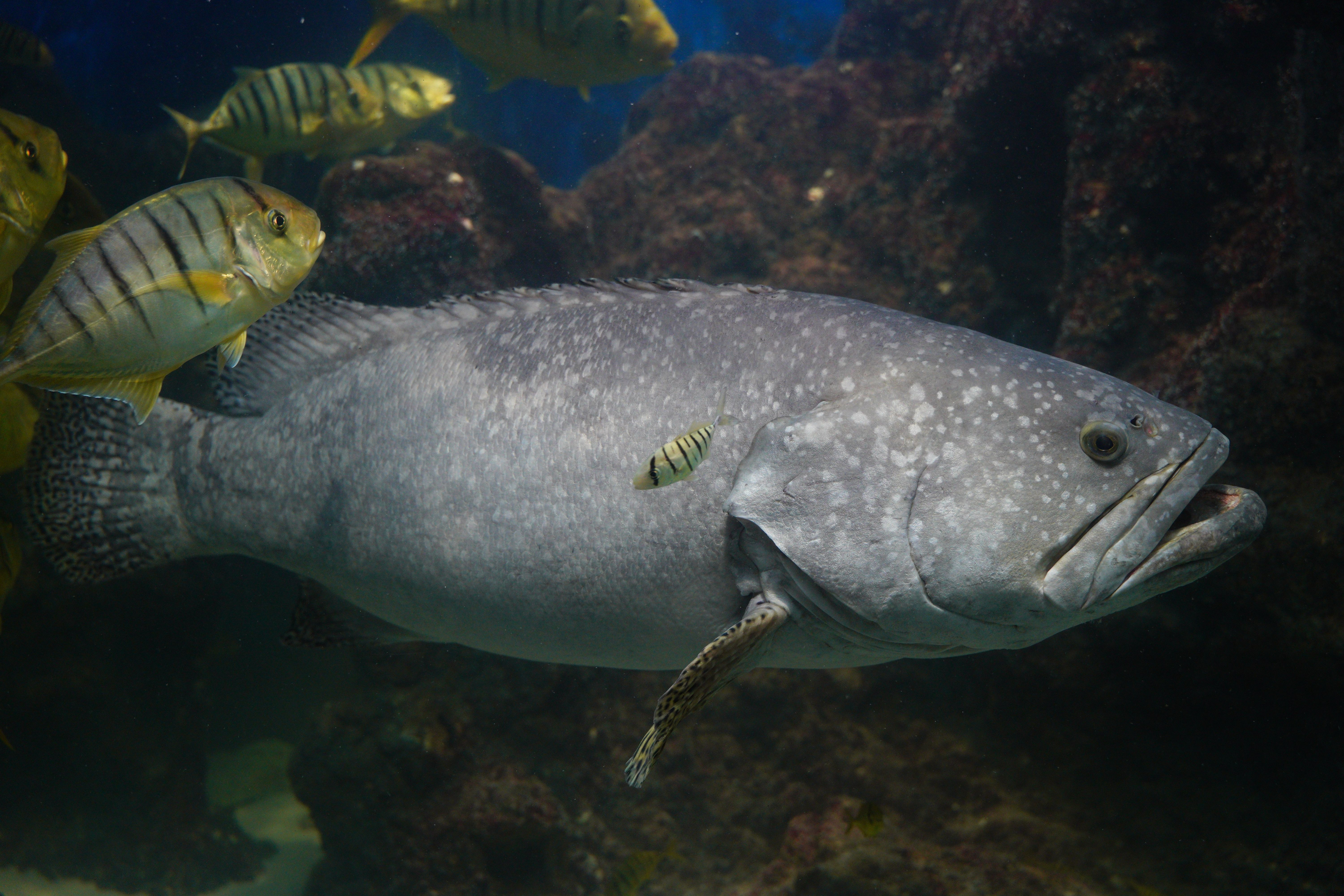 Giant Grouper Swimming in an Aquarium · Free Stock Photo