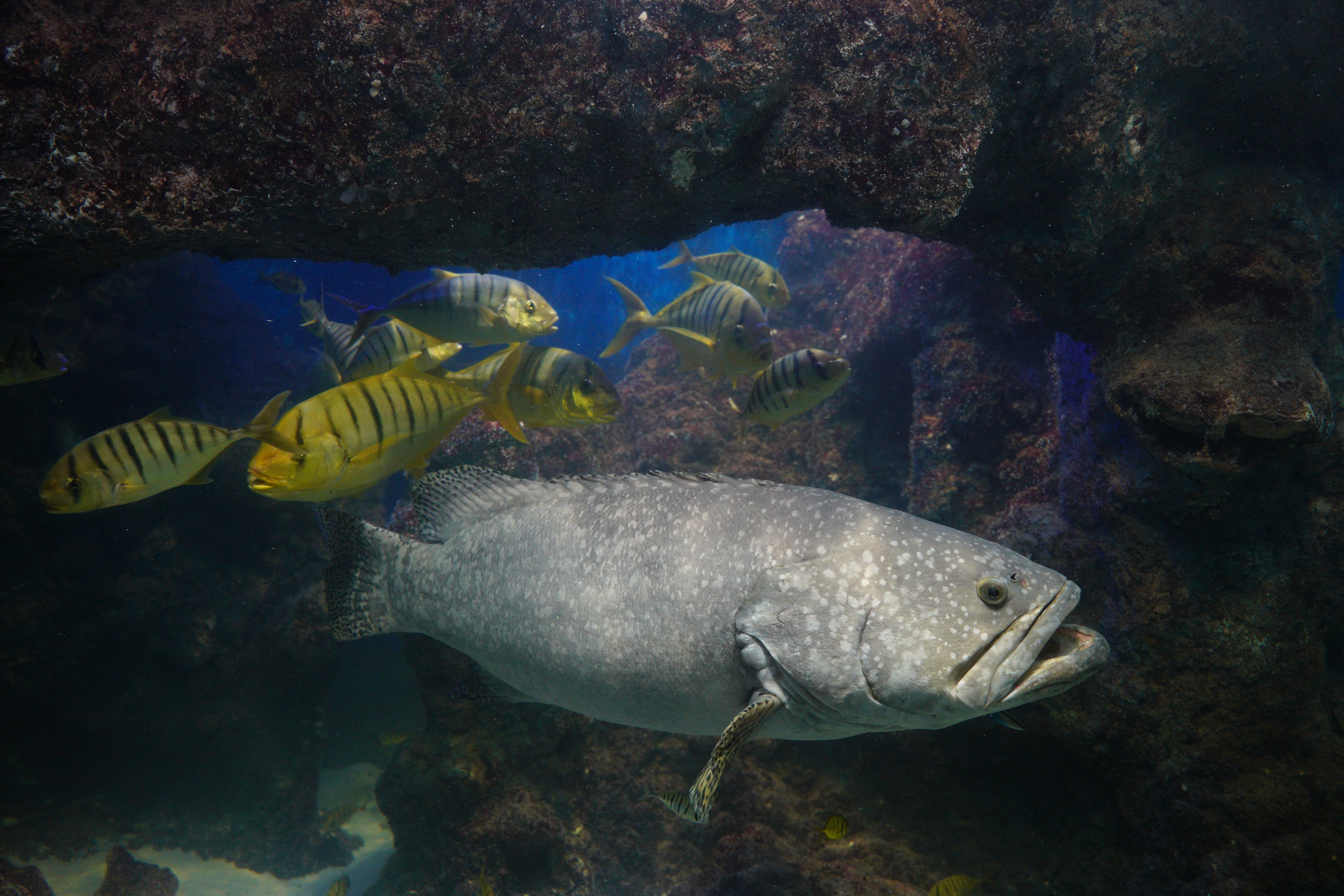 Underwater Scene with Large Grouper and School of Fish · Free Stock Photo