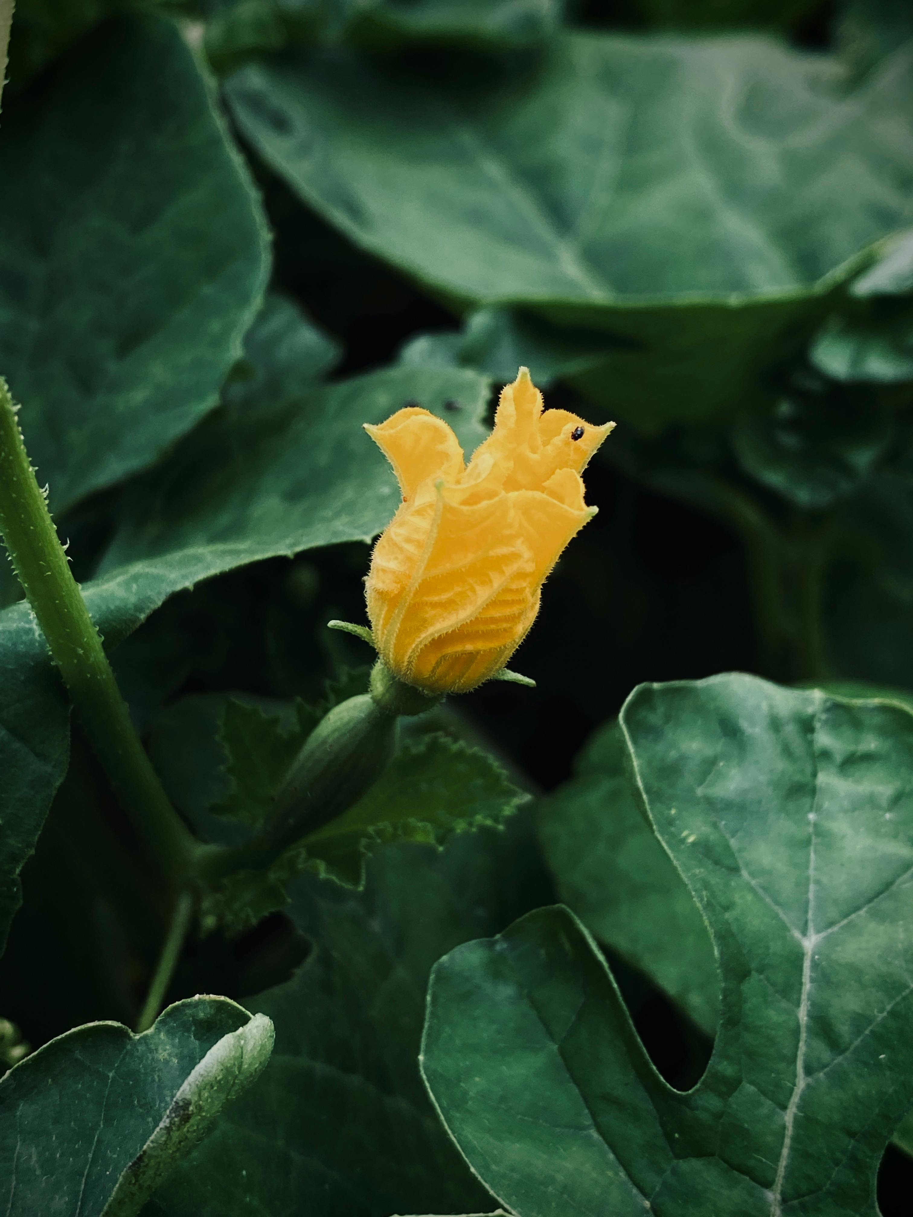 Yellow Greenery Photos, Download The BEST Free Yellow Greenery Stock ...