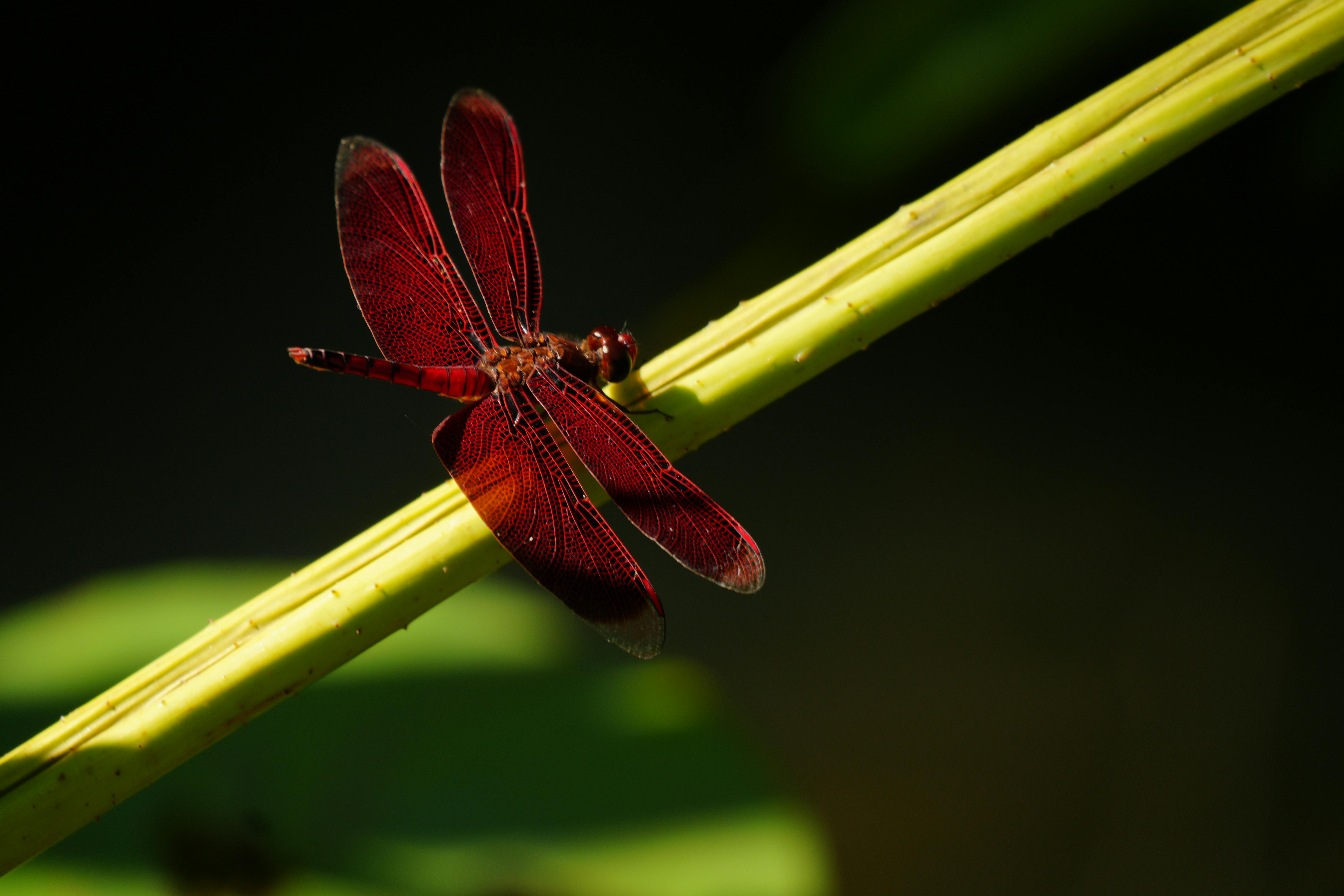 Dragonfly Images Photos, Download The BEST Free Dragonfly Images Stock ...