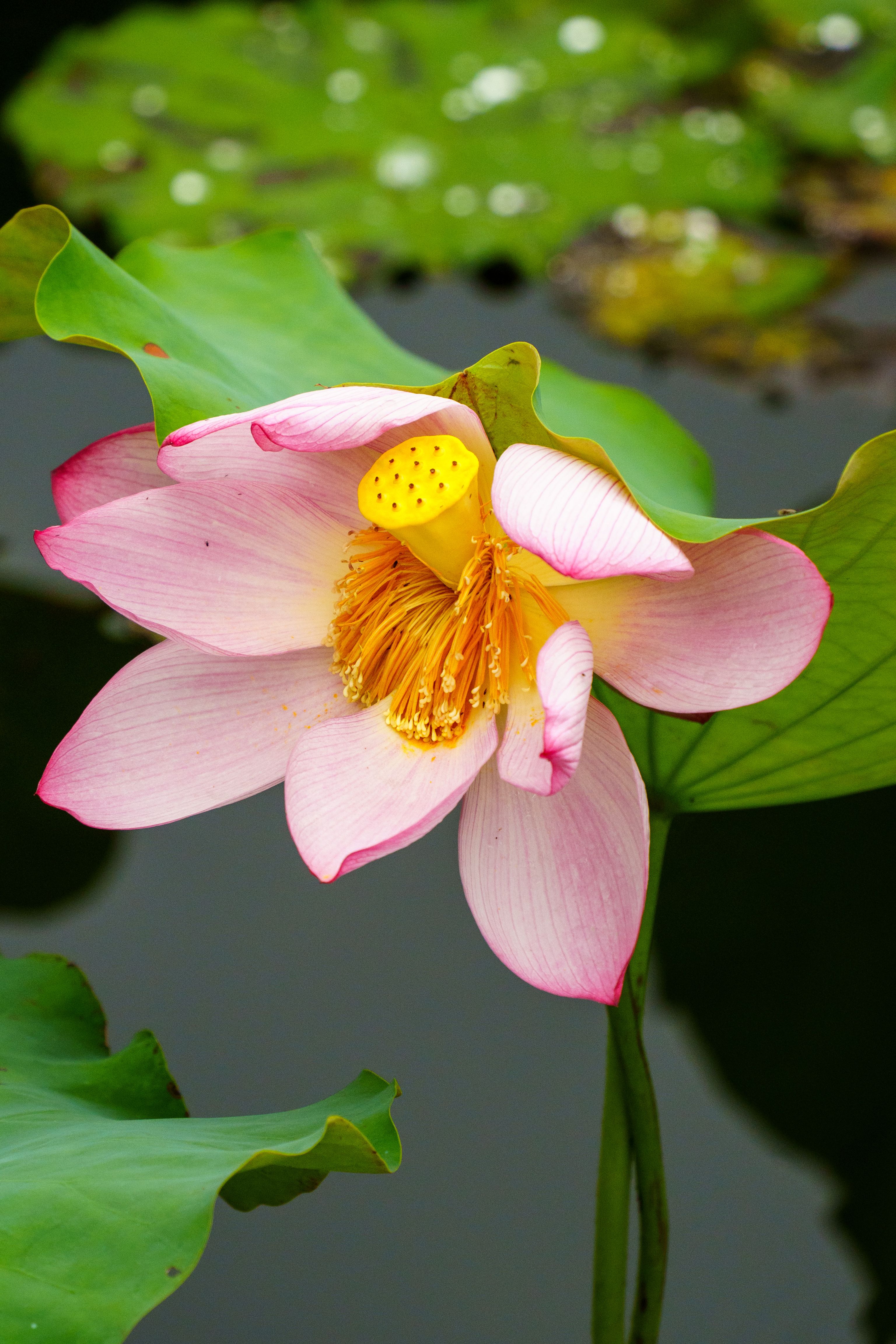 Close-Up of Vibrant Pink Lotus Flower in Bloom · Free Stock Photo