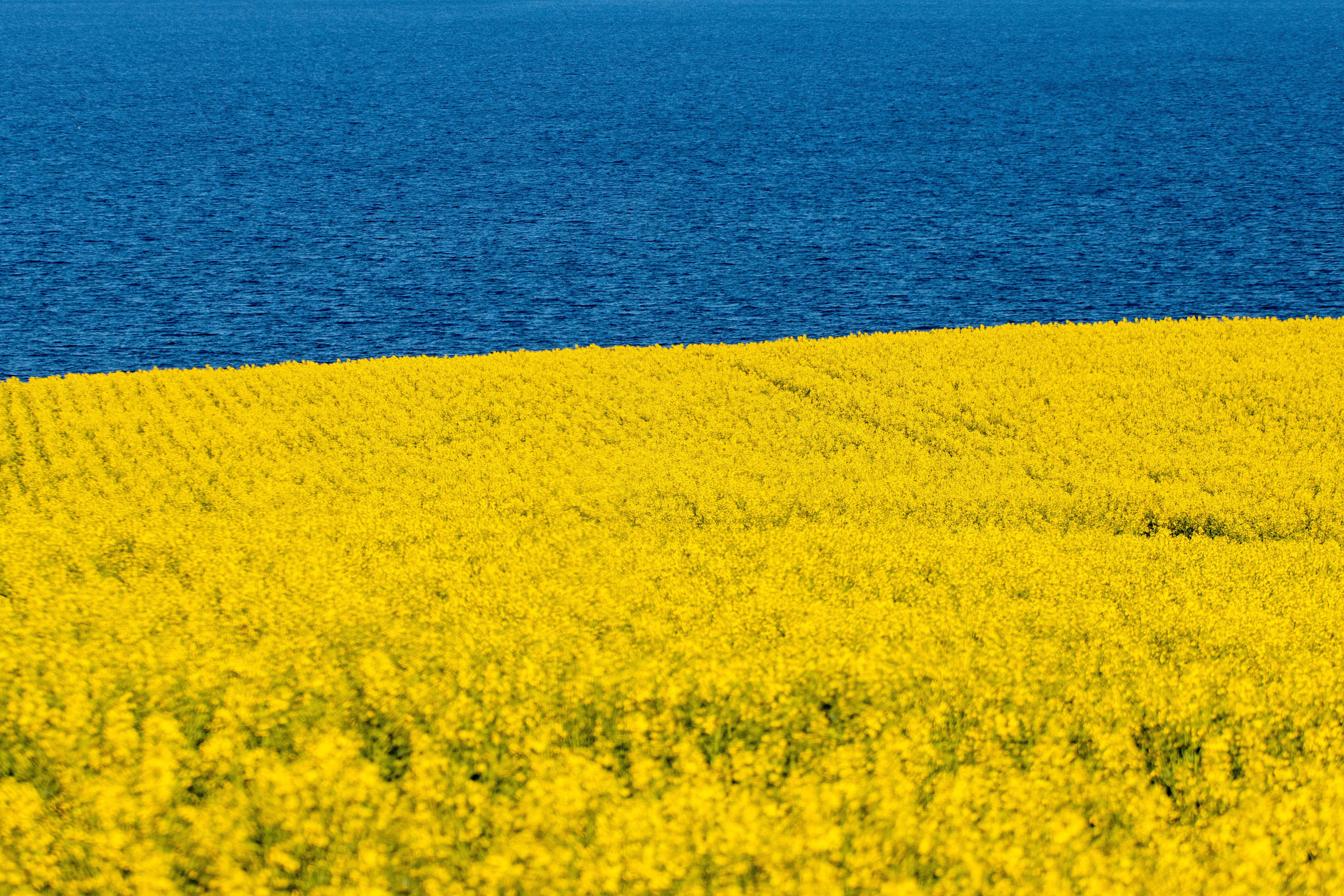 Bright Yellow Canola Field by Blue Lake in Sweden · Free Stock Photo