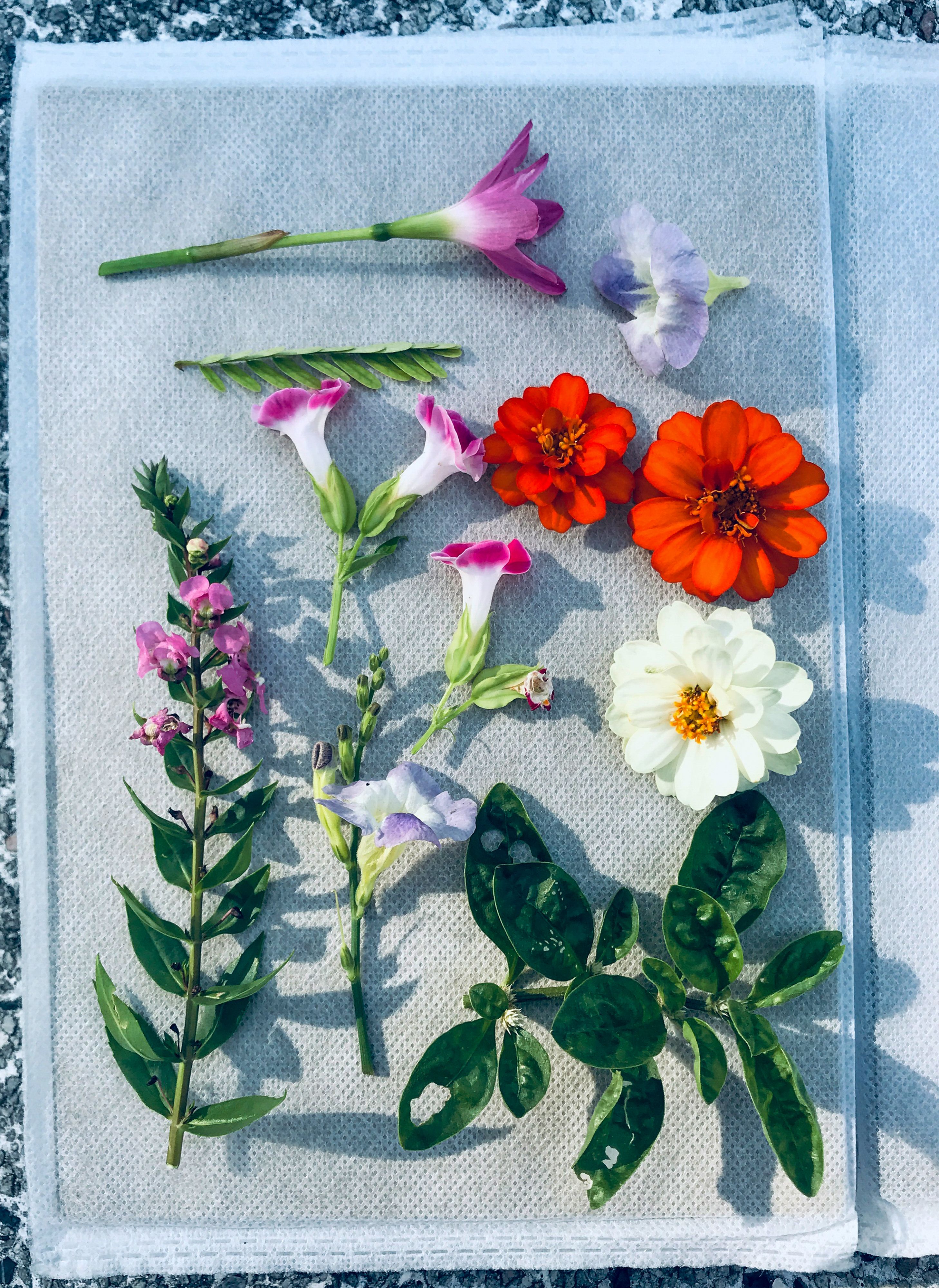 Pressed Flowers Photos, Download The BEST Free Pressed Flowers Stock ...