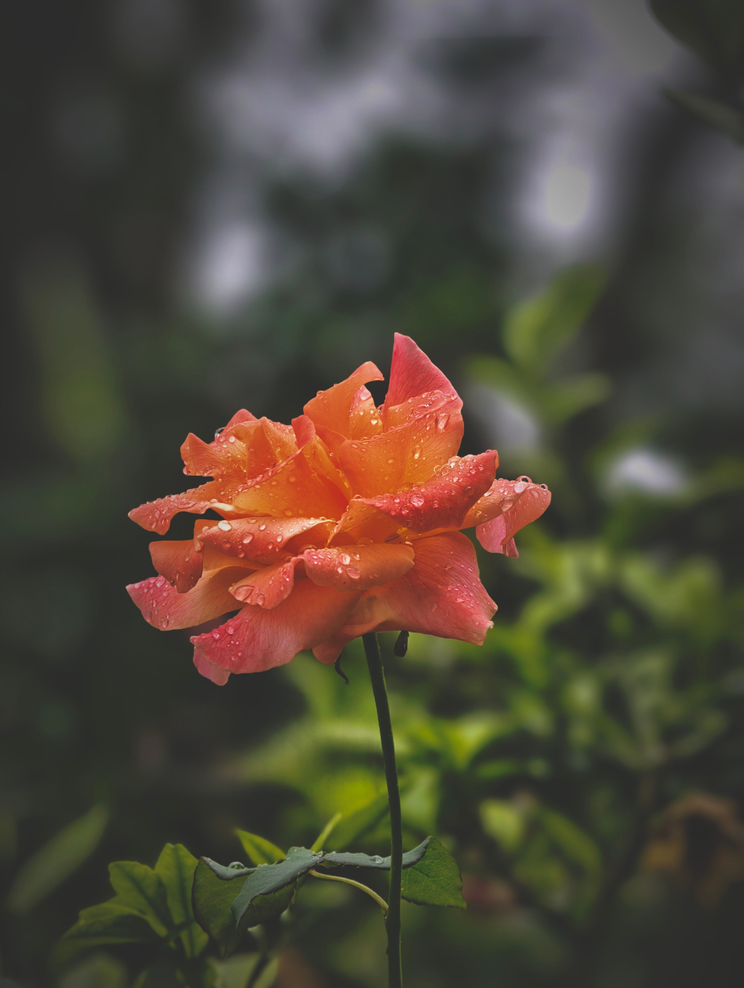 Botany Photos, Download The BEST Free Botany Stock Photos & HD Images