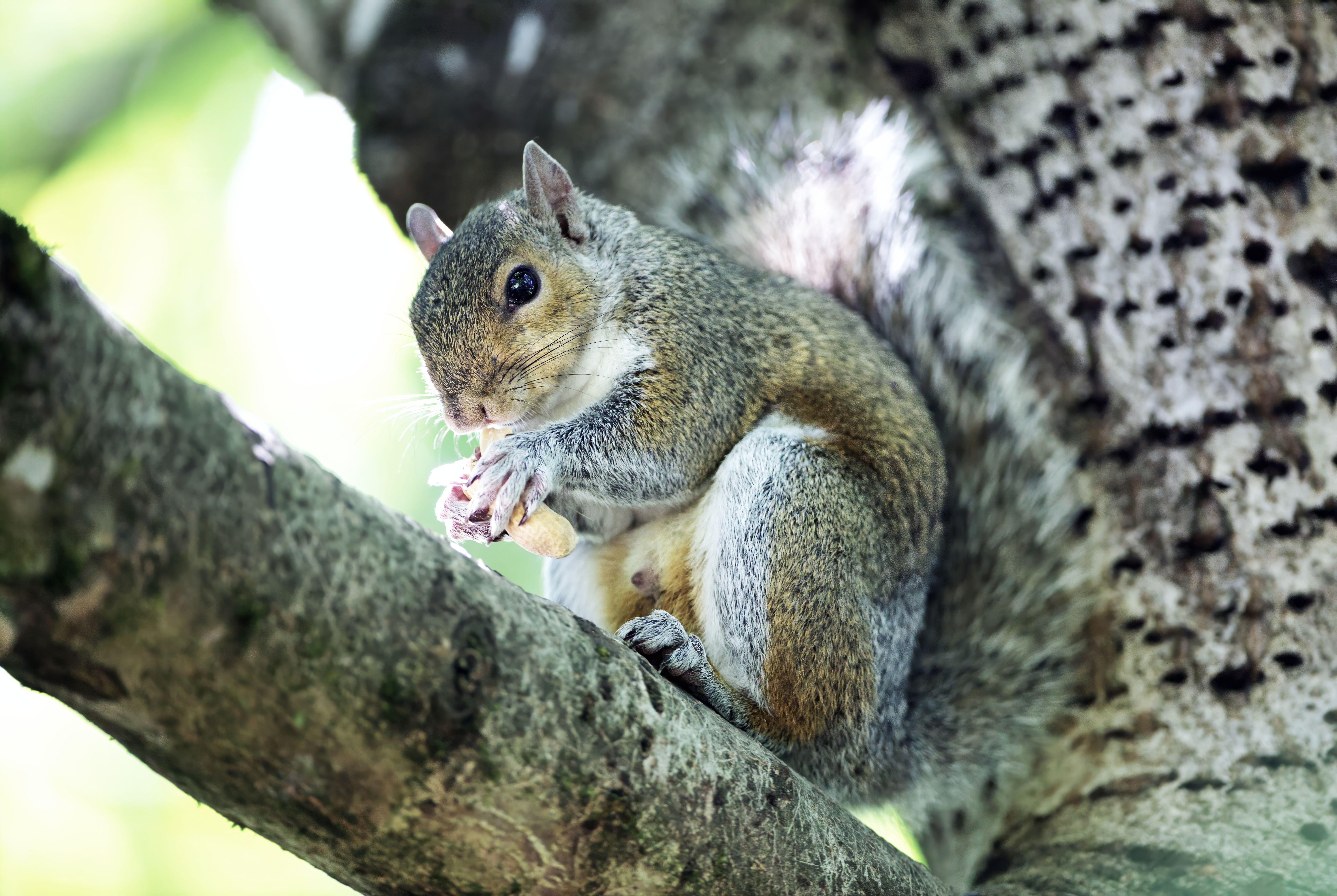 Mammal Photography Photos, Download The BEST Free Mammal Photography ...
