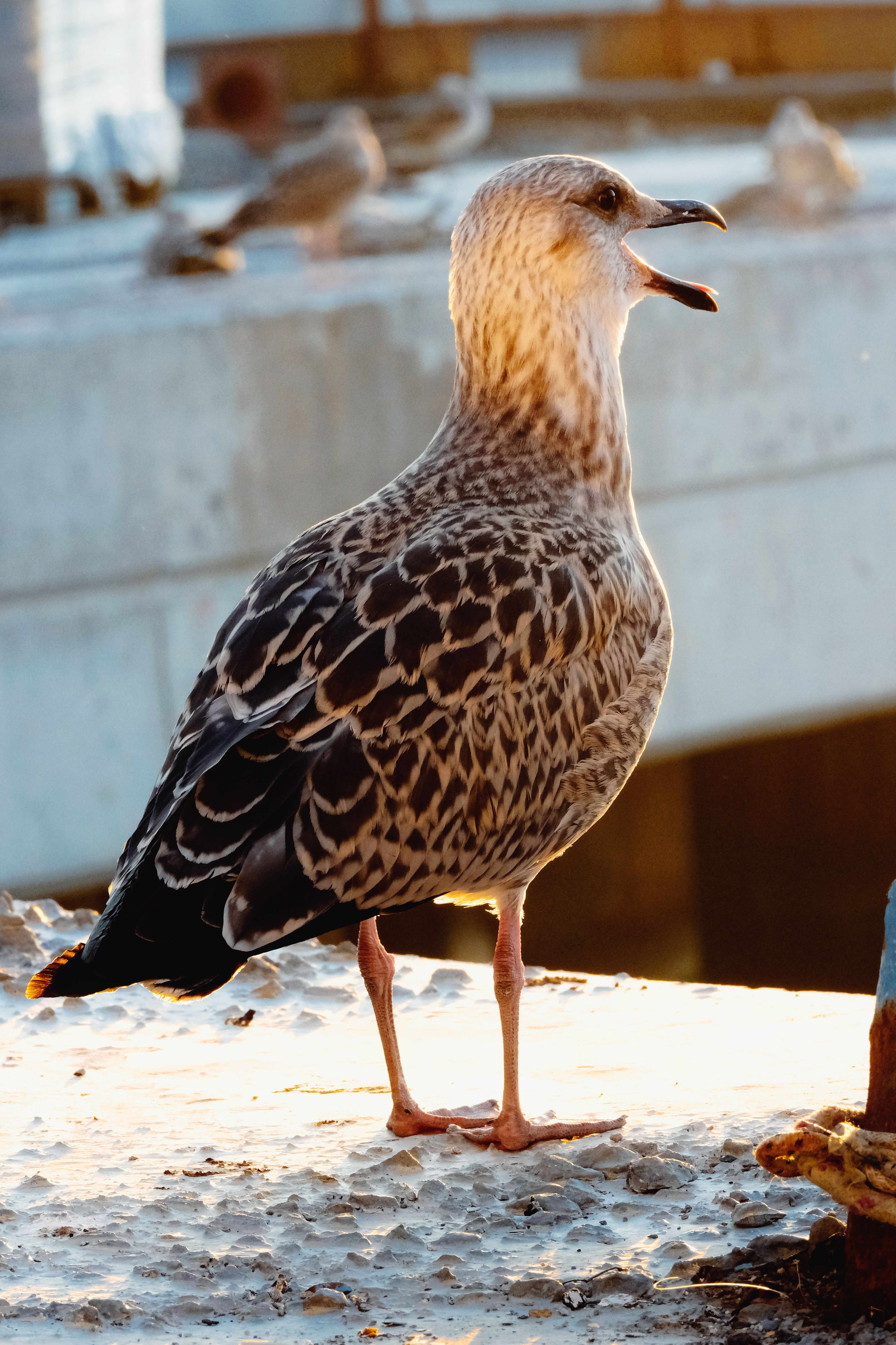 Seagull Posing on a Sunny Dockside · Free Stock Photo