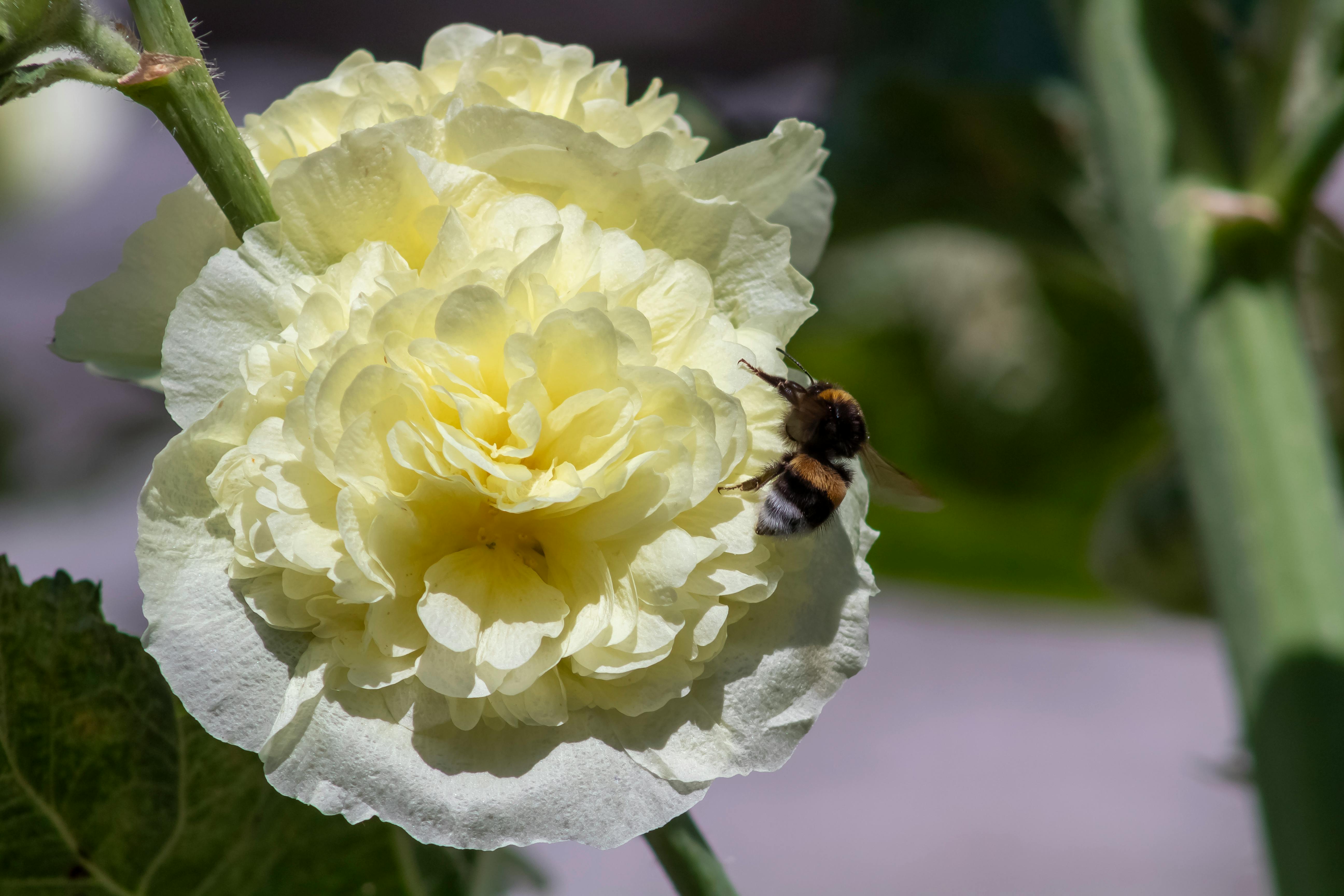 Bumblebee Photos, Download The BEST Free Bumblebee Stock Photos & HD Images