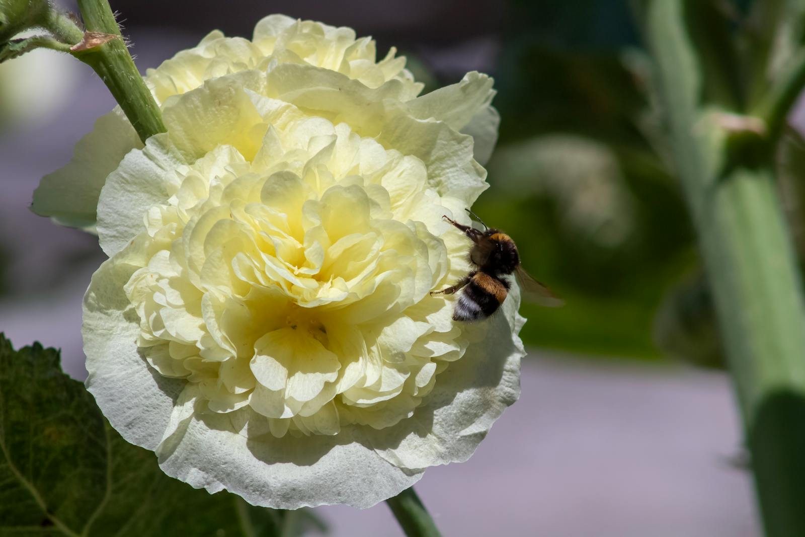 Gulab Flower Background Photos, Download The BEST Free Gulab Flower ...