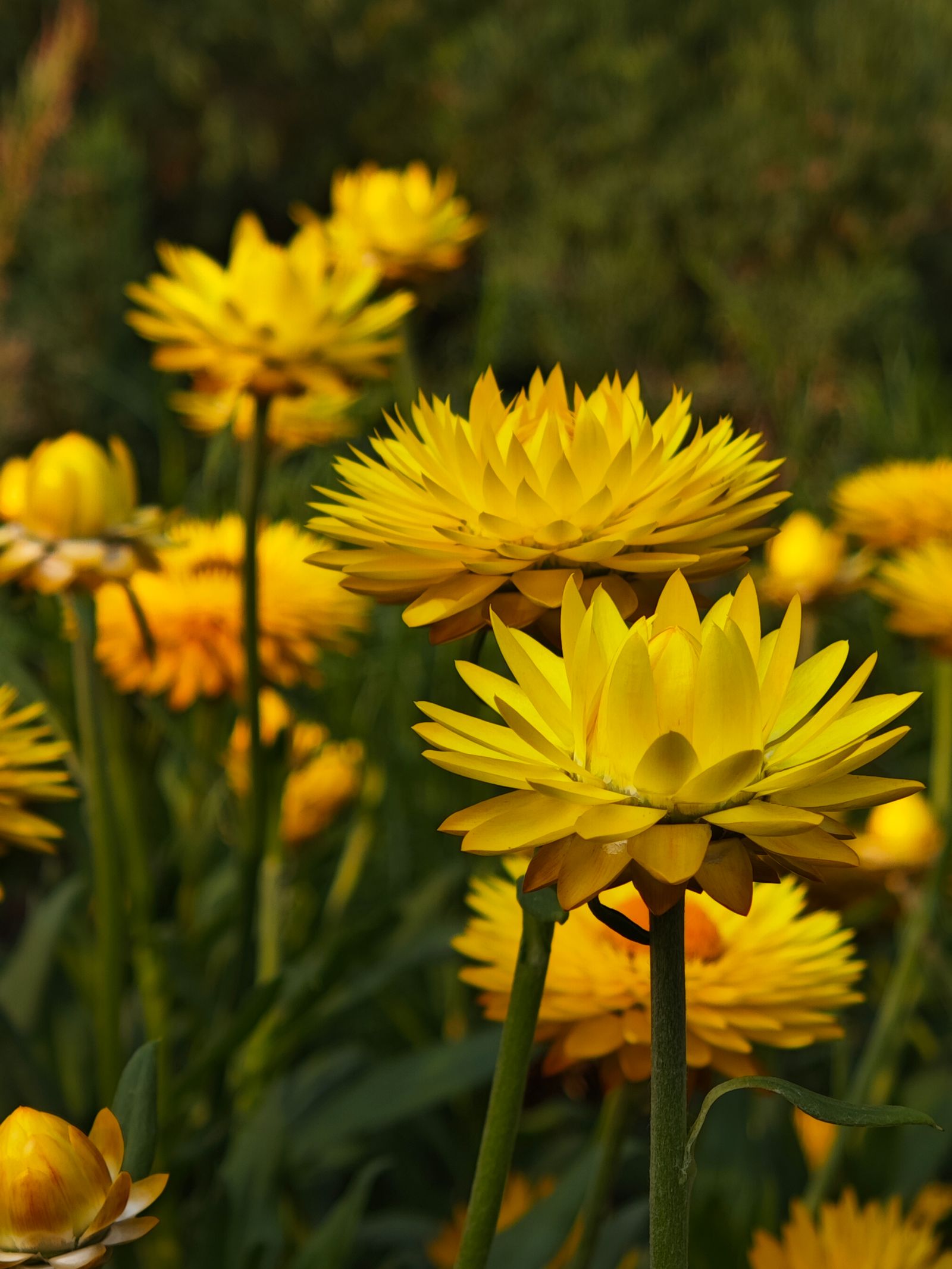 Flowers Yellow Photos, Download The BEST Free Flowers Yellow Stock ...