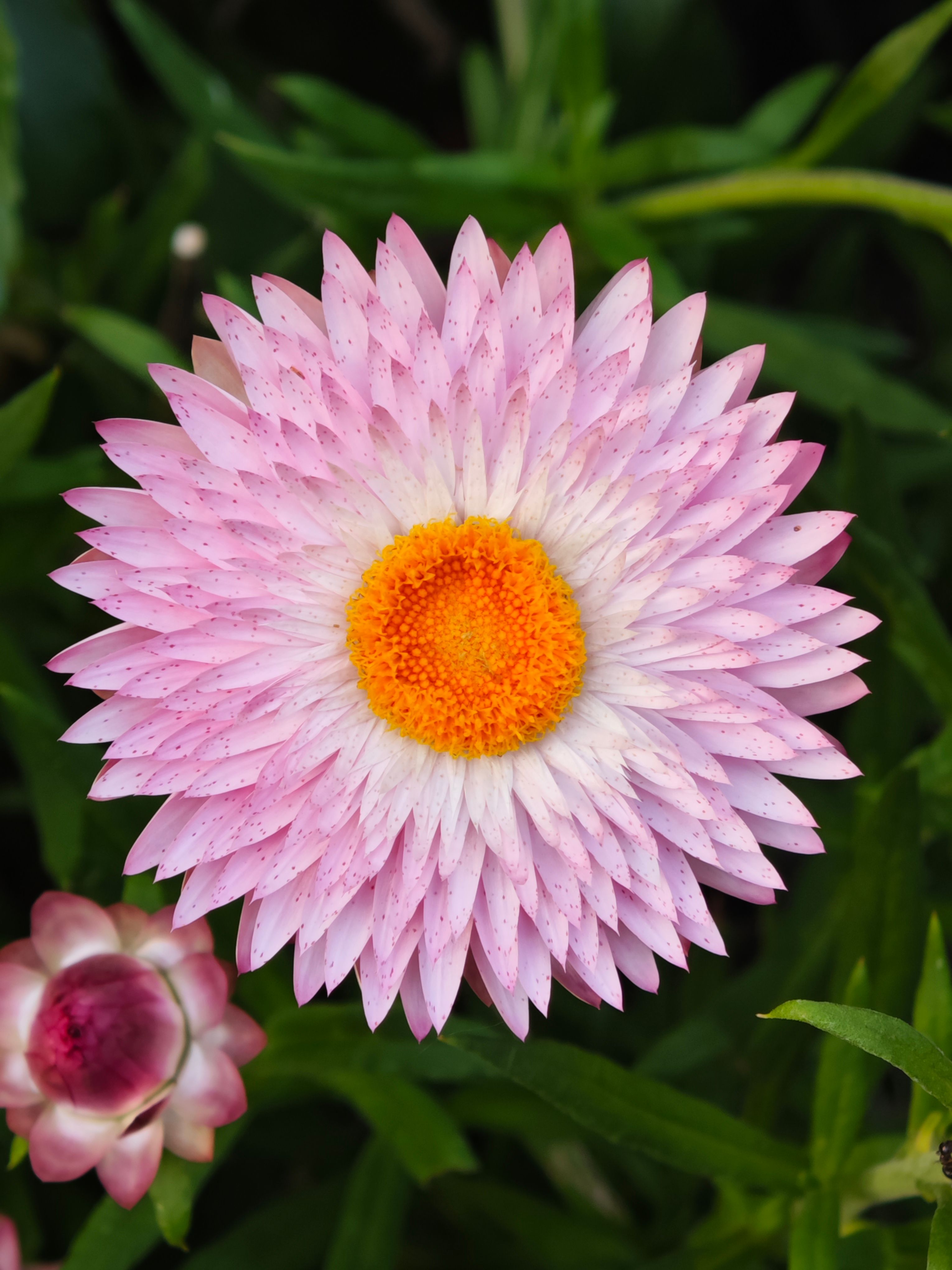 Close-up of a Pink Strawflower in Bloom · Free Stock Photo