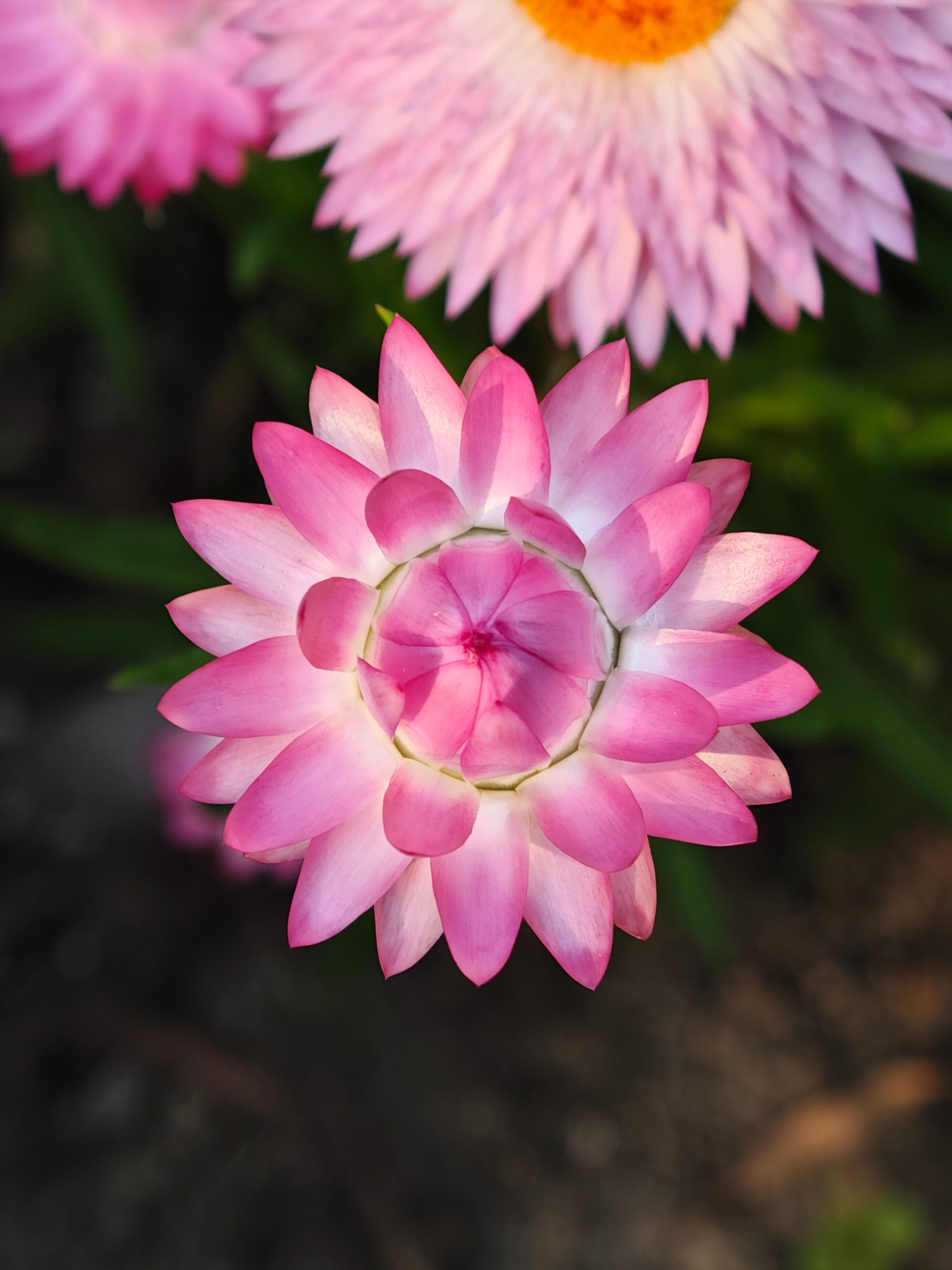 Close-up Pink Strawflower in Bloom · Free Stock Photo
