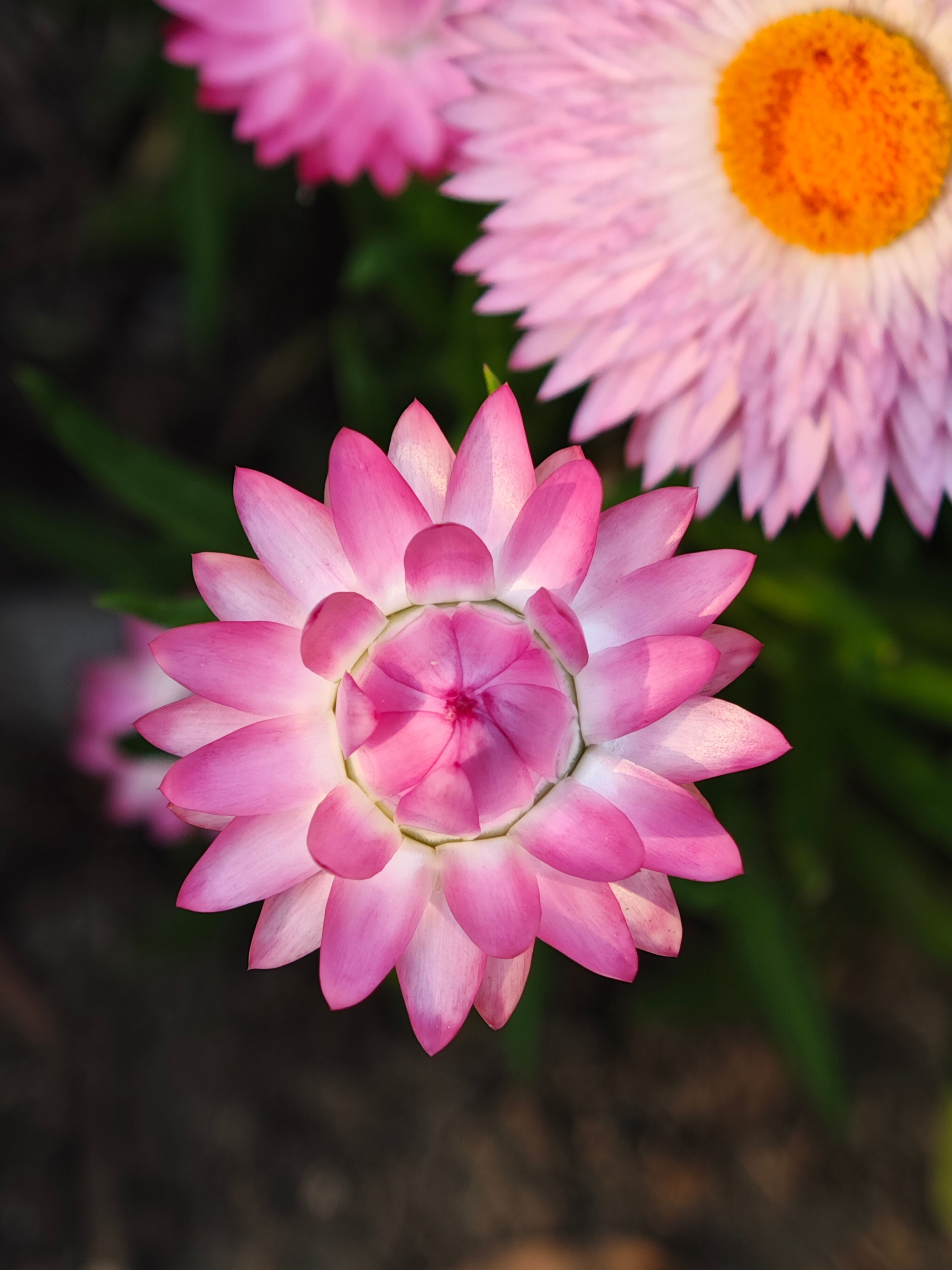 Close-up of Vibrant Helichrysum Flowers in Bloom · Free Stock Photo