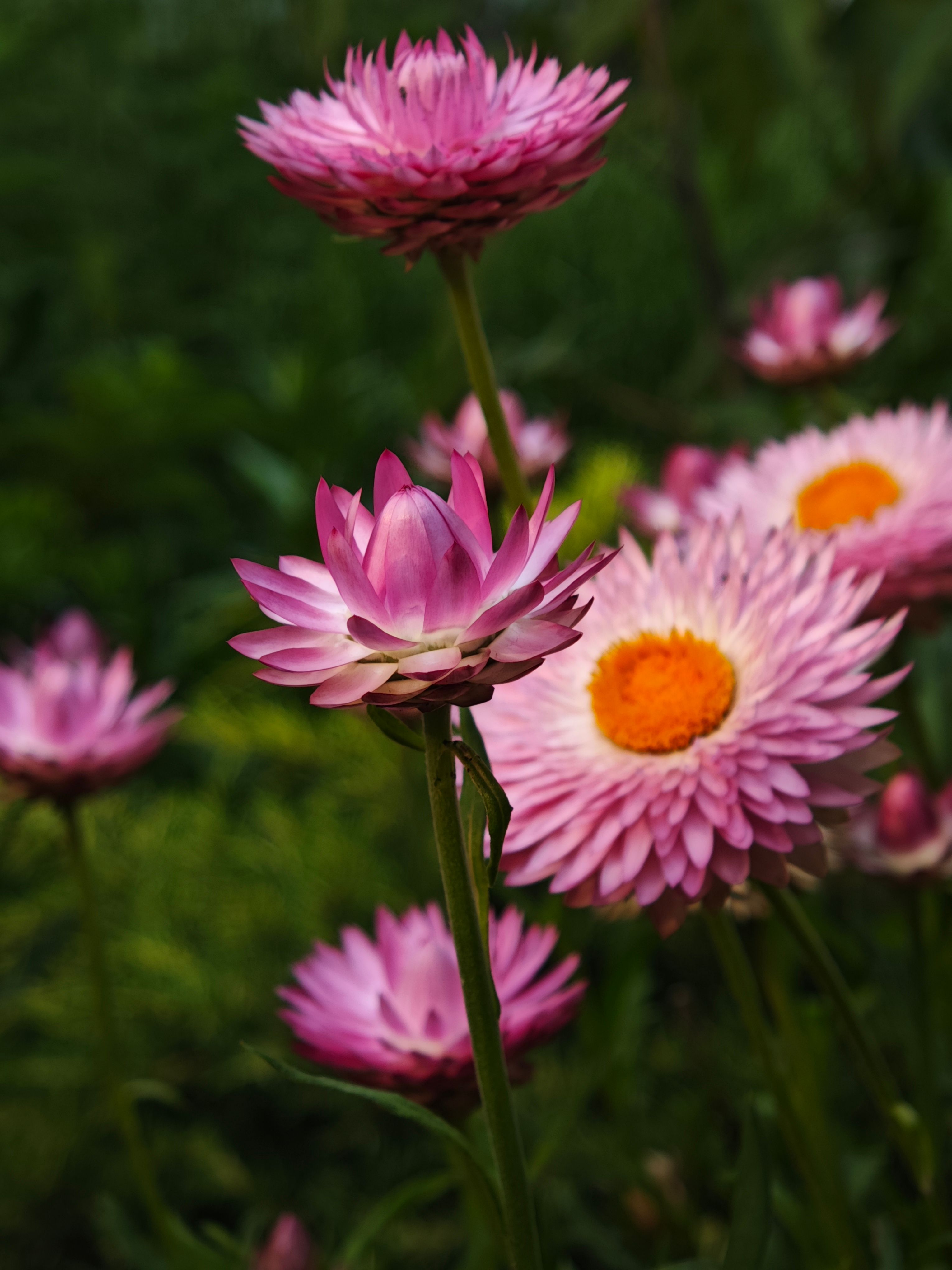 Vibrant Pink Strawflowers in Bloom Outdoors · Free Stock Photo