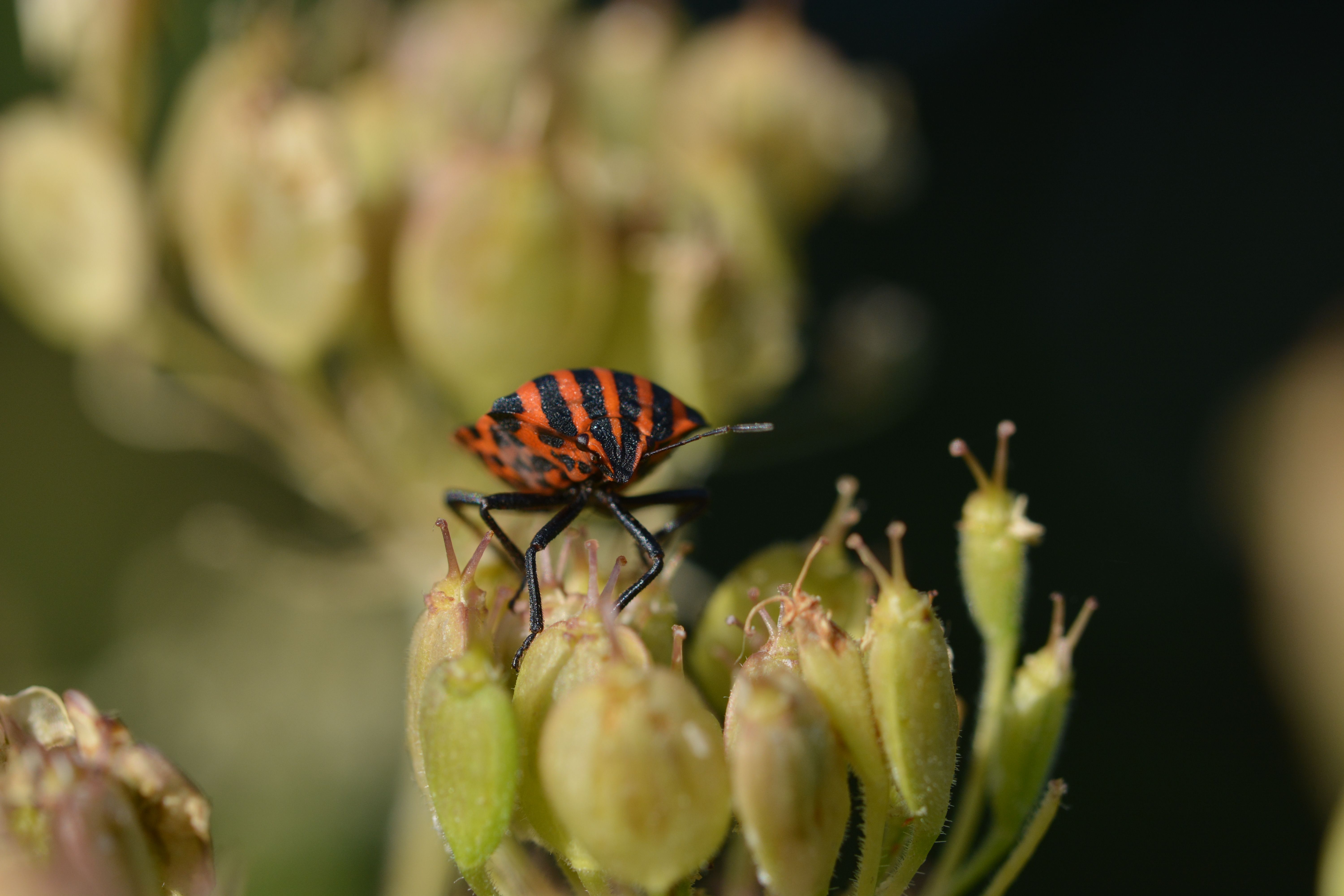 Carmine Insect Photos, Download The BEST Free Carmine Insect Stock ...