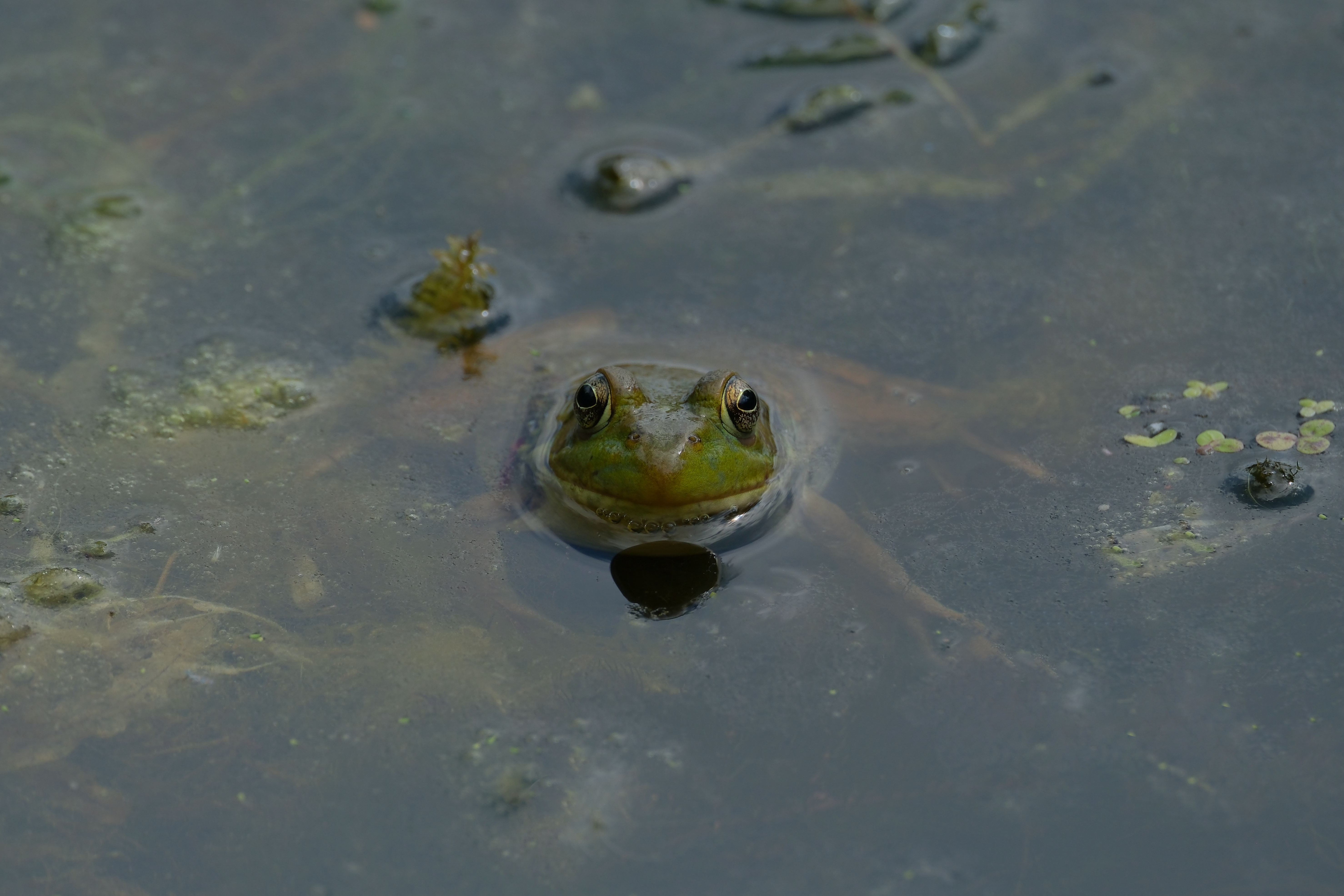 Close-up of Frog in Pond Water with Algae · Free Stock Photo