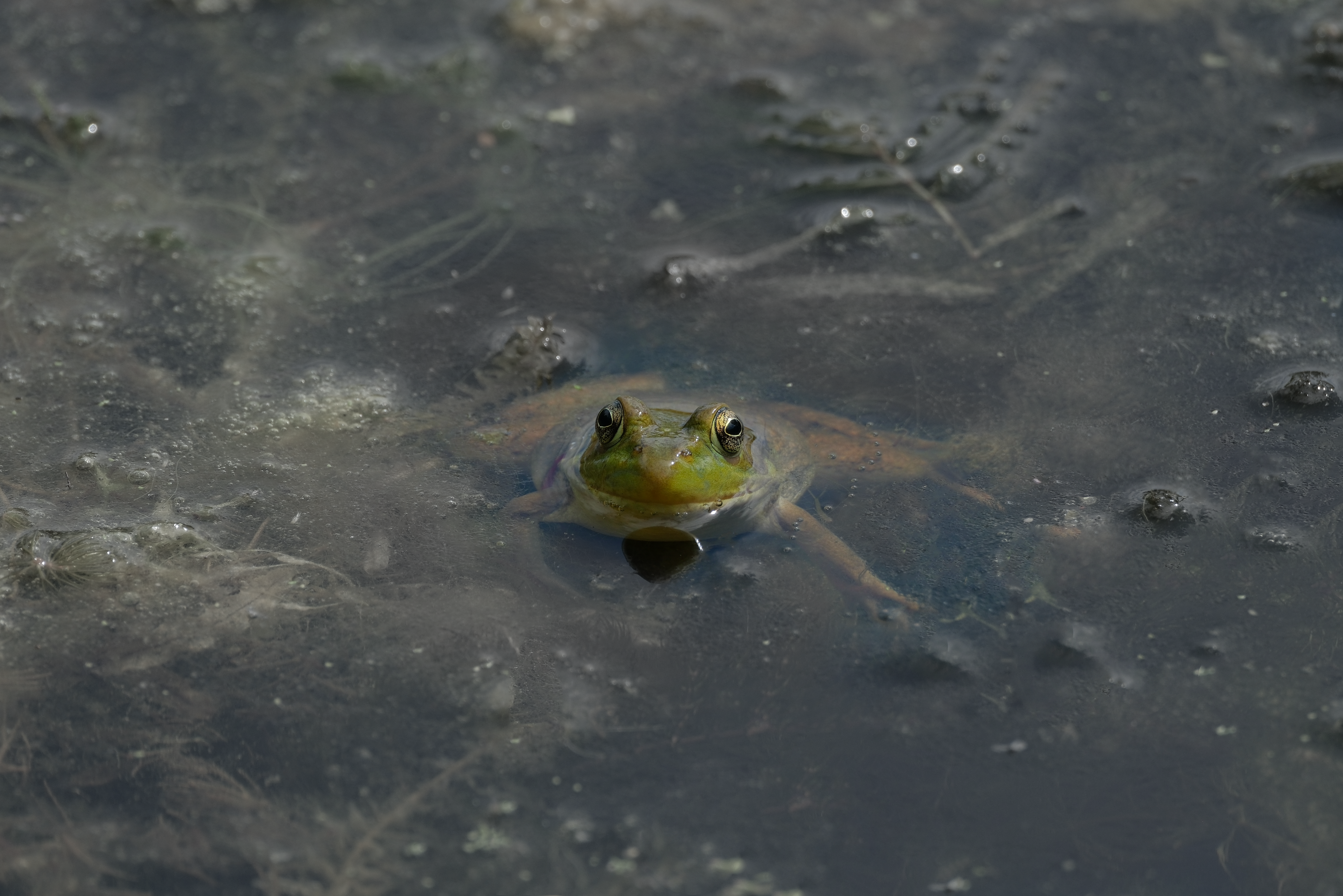 Close-up of Frog in Natural Muddy Pond Environment · Free Stock Photo