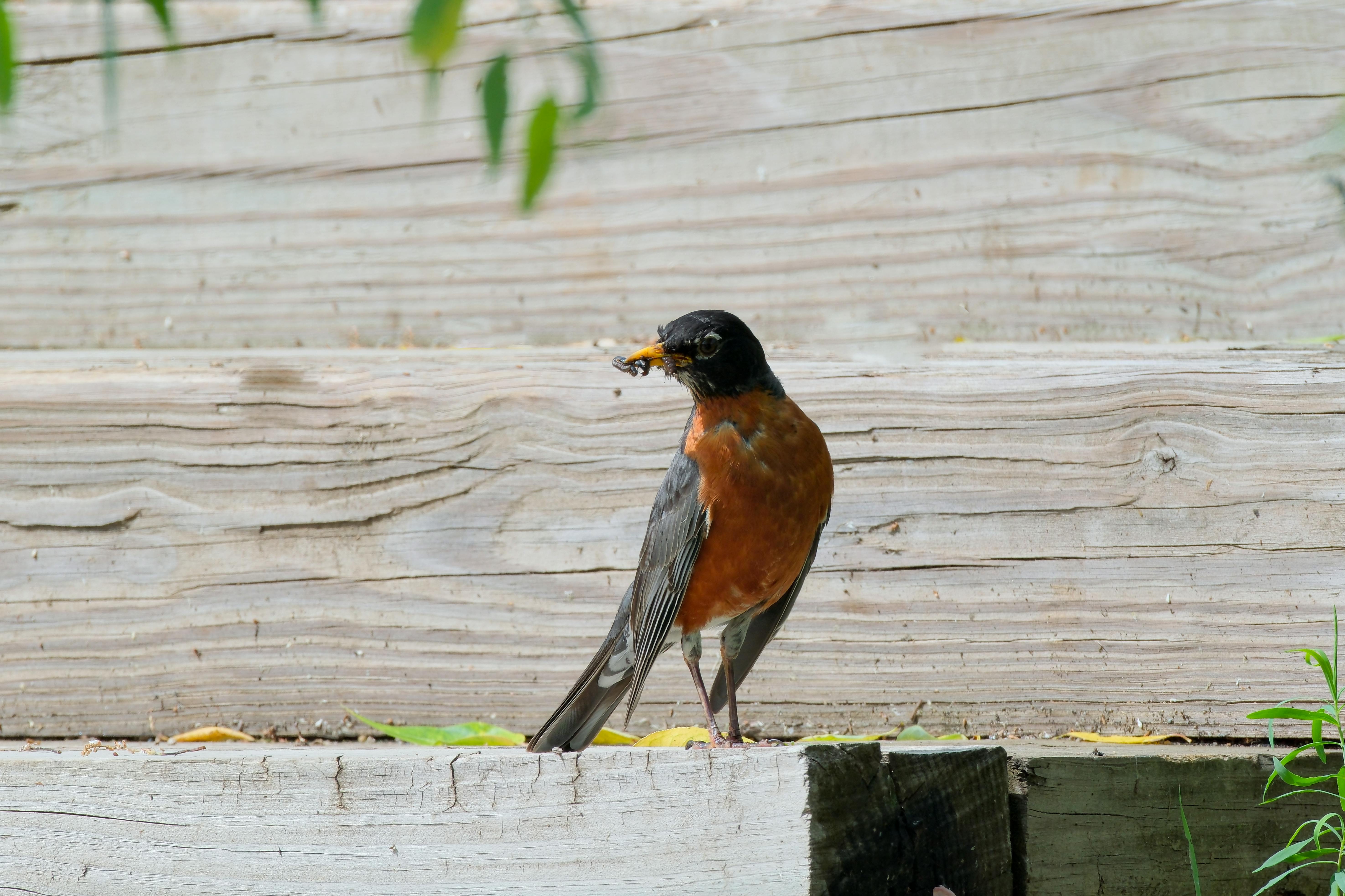 American Robin with Insect on Wooden Stairs · Free Stock Photo