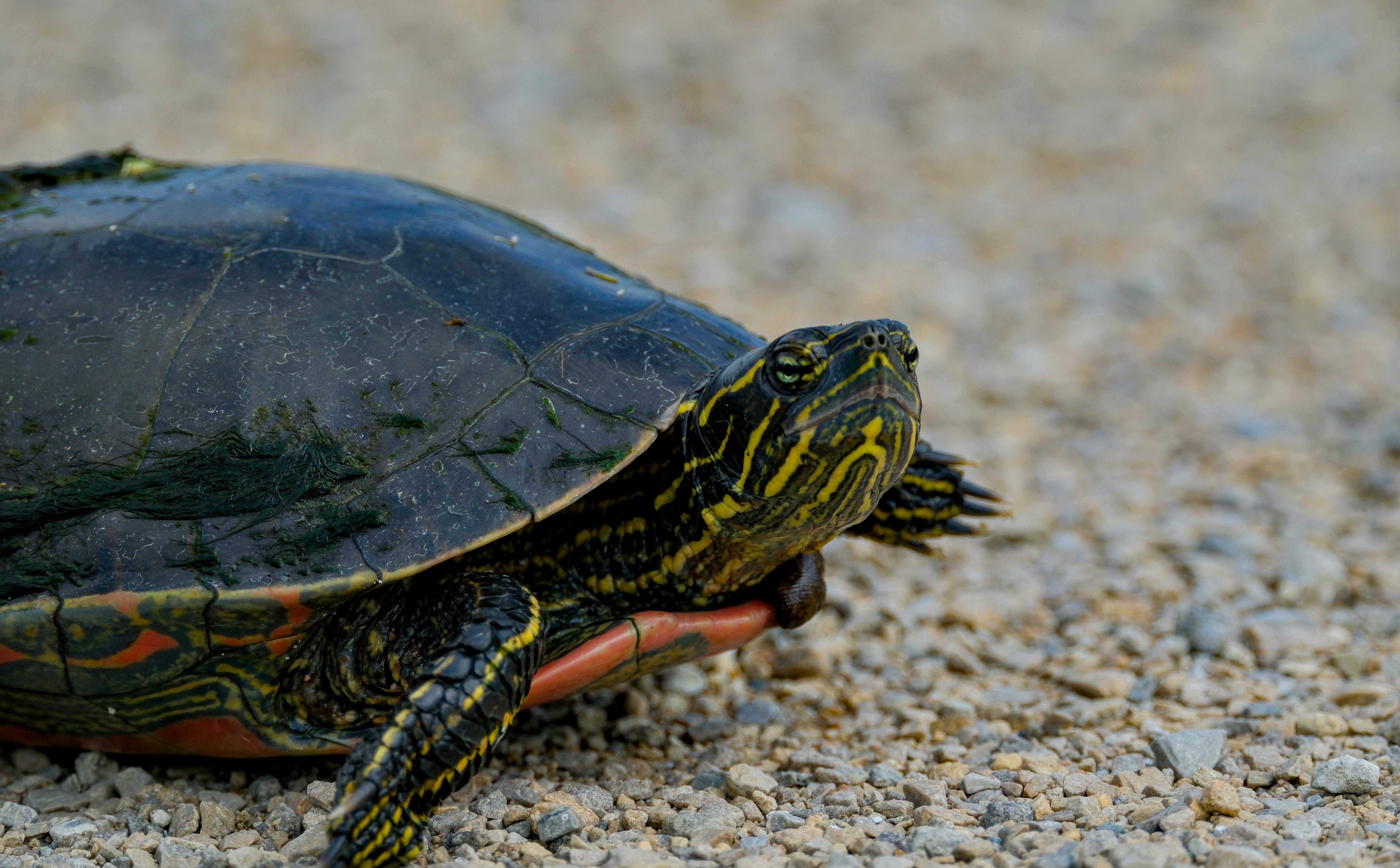 Close-up of a Painted Turtle on Gravel Road · Free Stock Photo