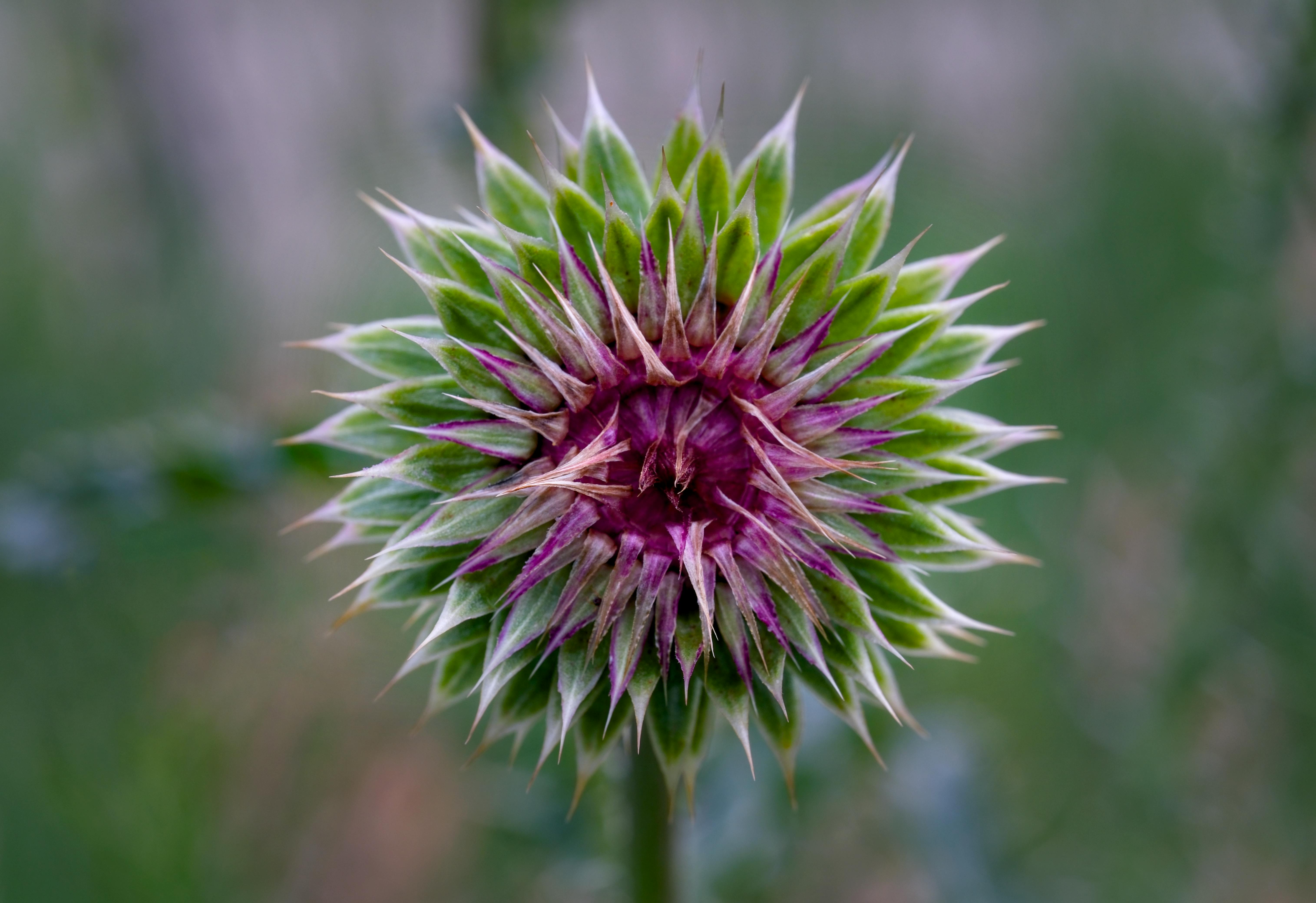 Close-Up of a Spiky Thistle Flower Blooming Outdoors · Free Stock Photo