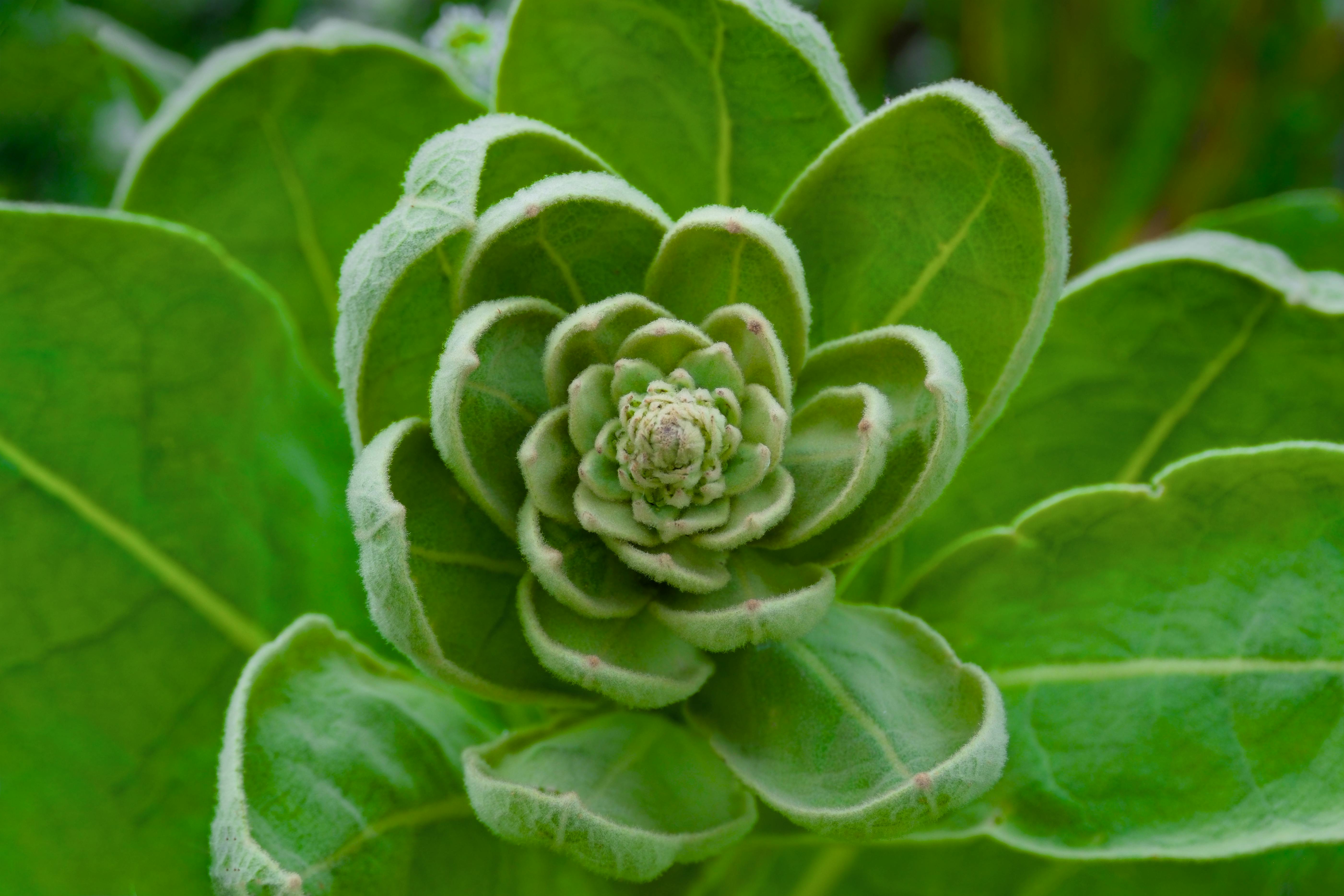 Biological Plant Photos, Download The BEST Free Biological Plant Stock ...