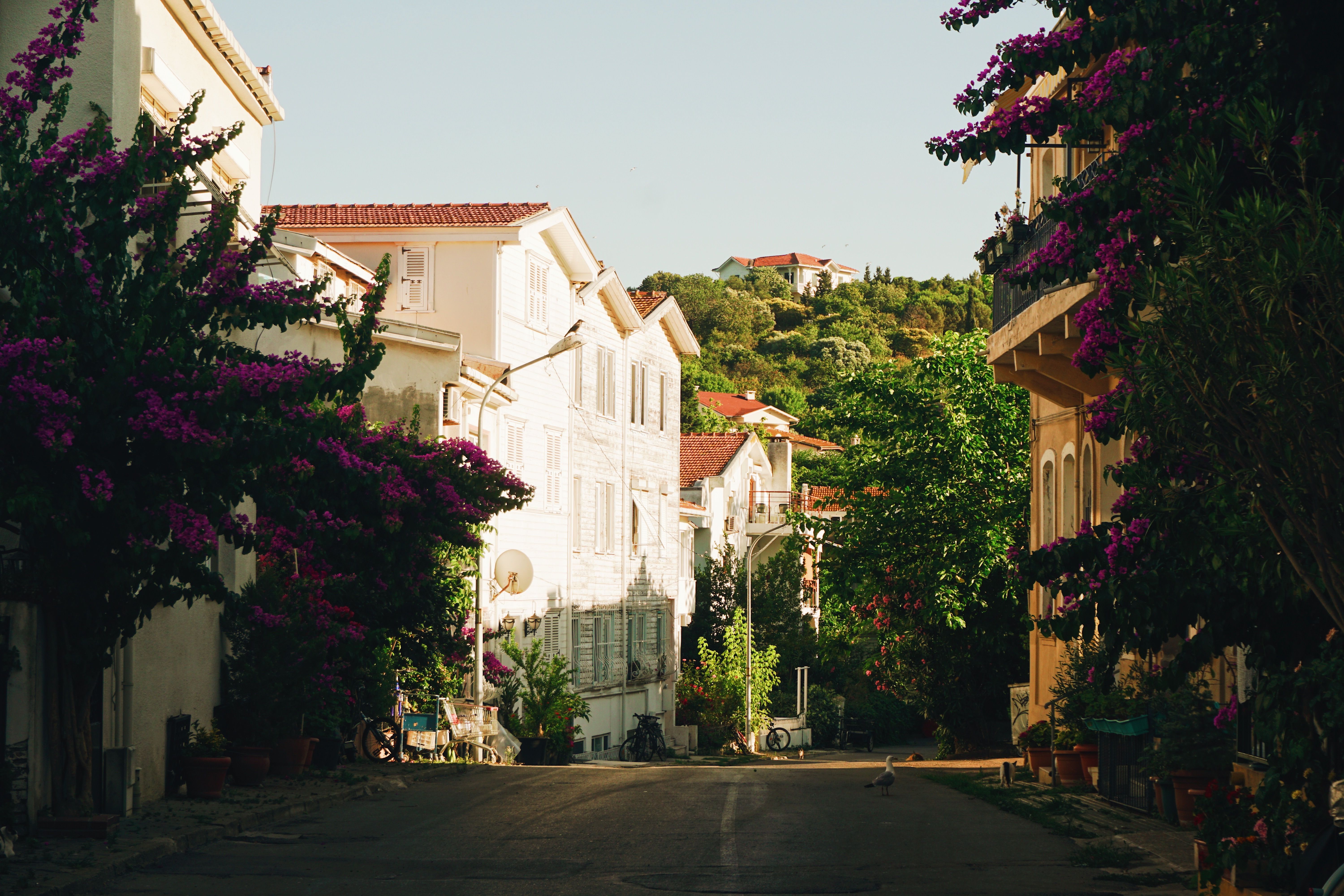 Jalanan Mediterania Yang Menawan Dengan Deretan Bunga Bougainvillea ...
