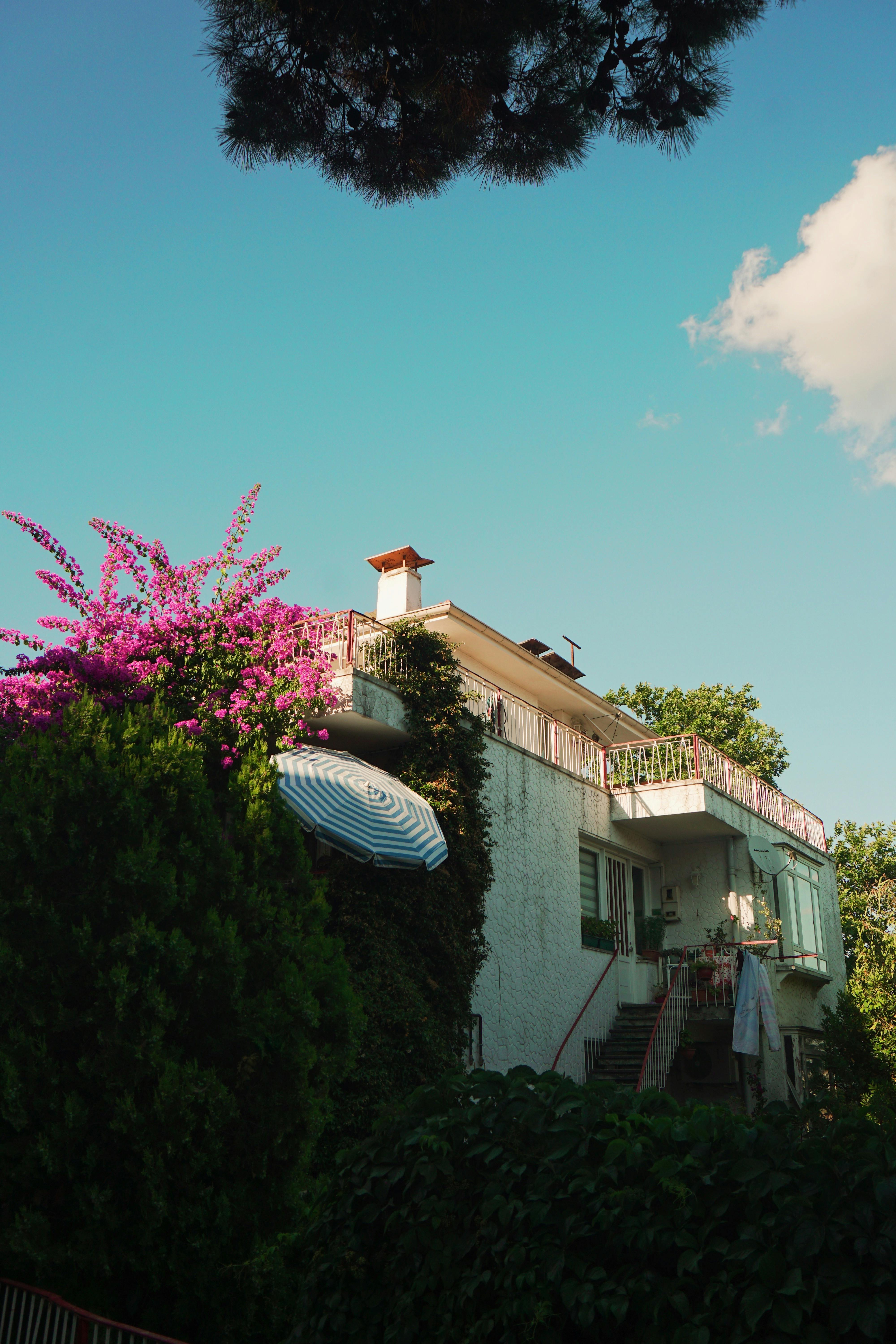 Arjun Tree Photos, Download The BEST Free Arjun Tree Stock Photos & HD ...