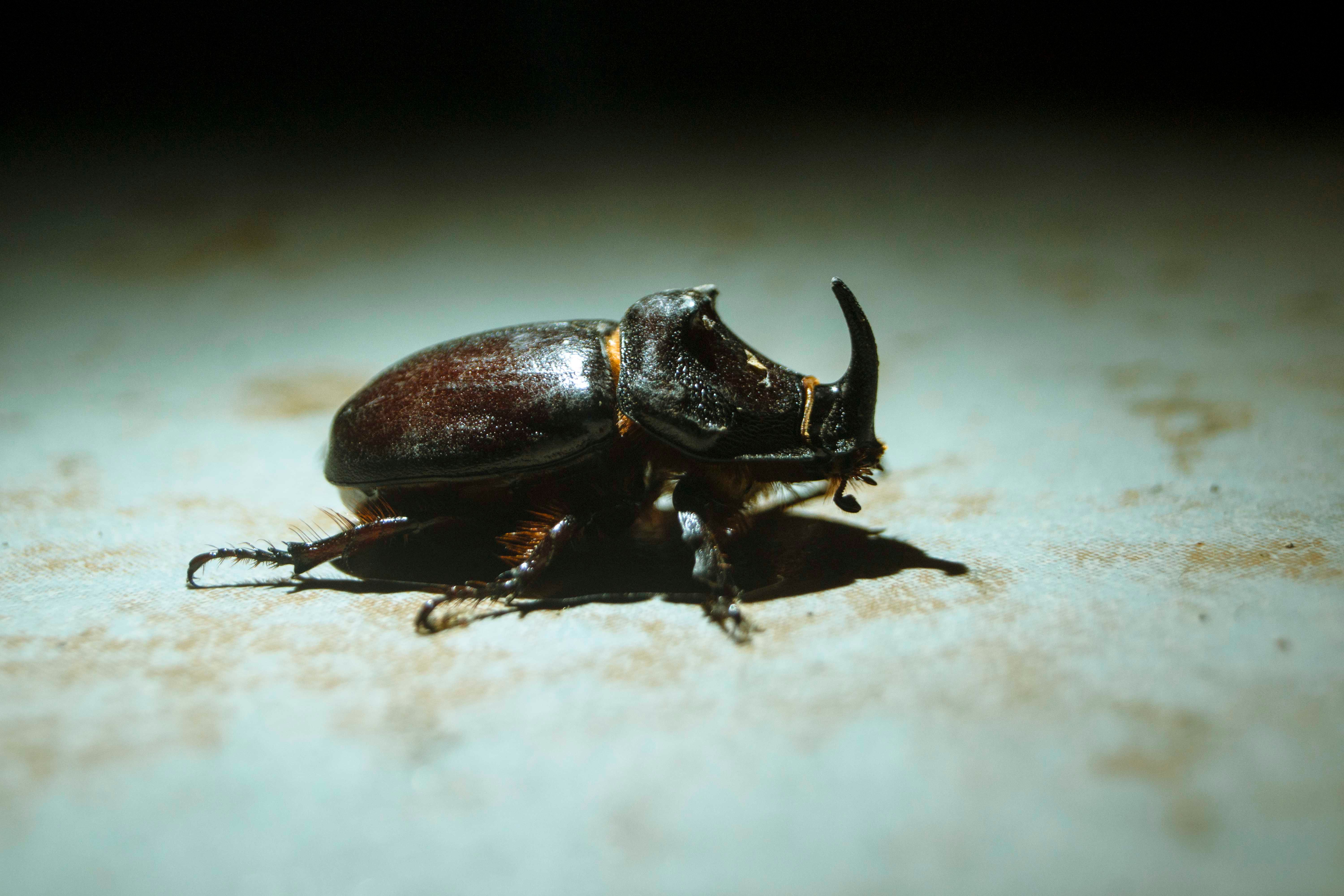 Close-up of a Rhinoceros Beetle on a Surface · Free Stock Photo