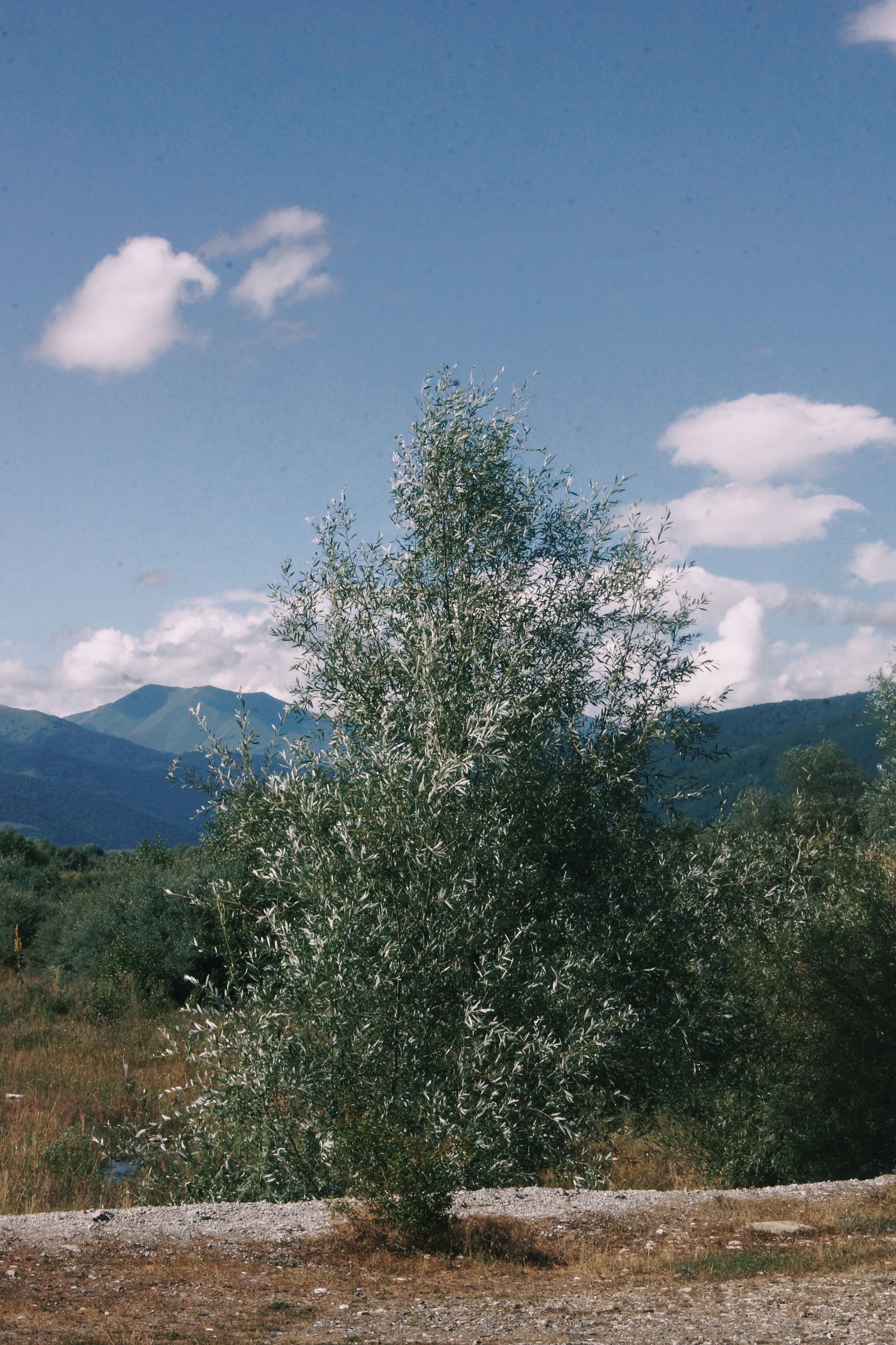 Scenic Nature View in Tianeti, Georgia · Free Stock Photo