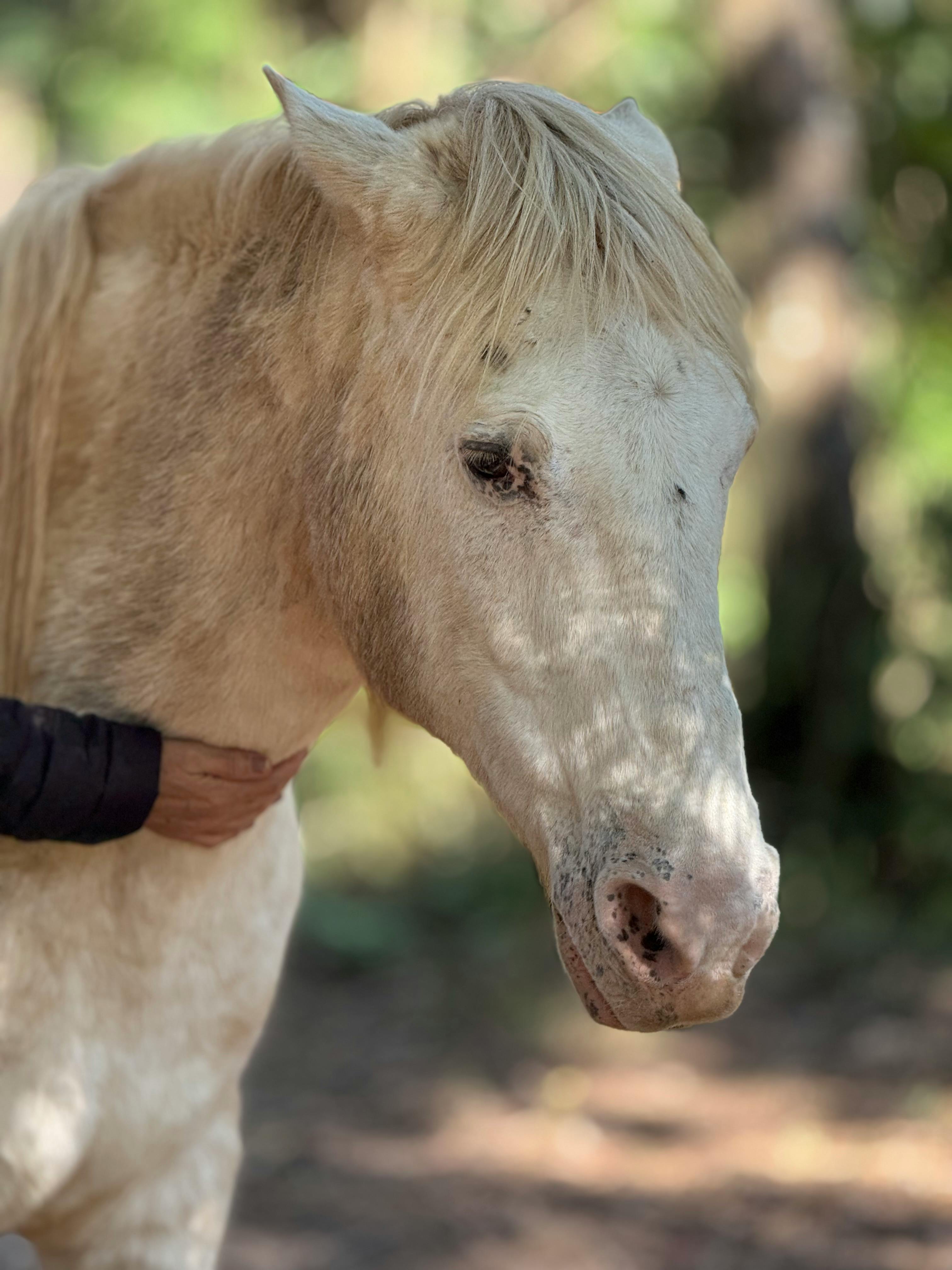 Relaxed Horse Photos, Download The BEST Free Relaxed Horse Stock Photos ...