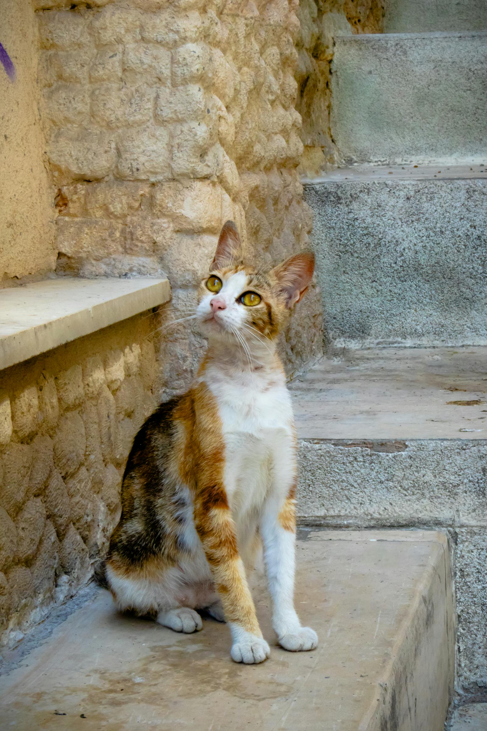 Cat Jpg Photos, Download The BEST Free Cat Jpg Stock Photos & HD Images