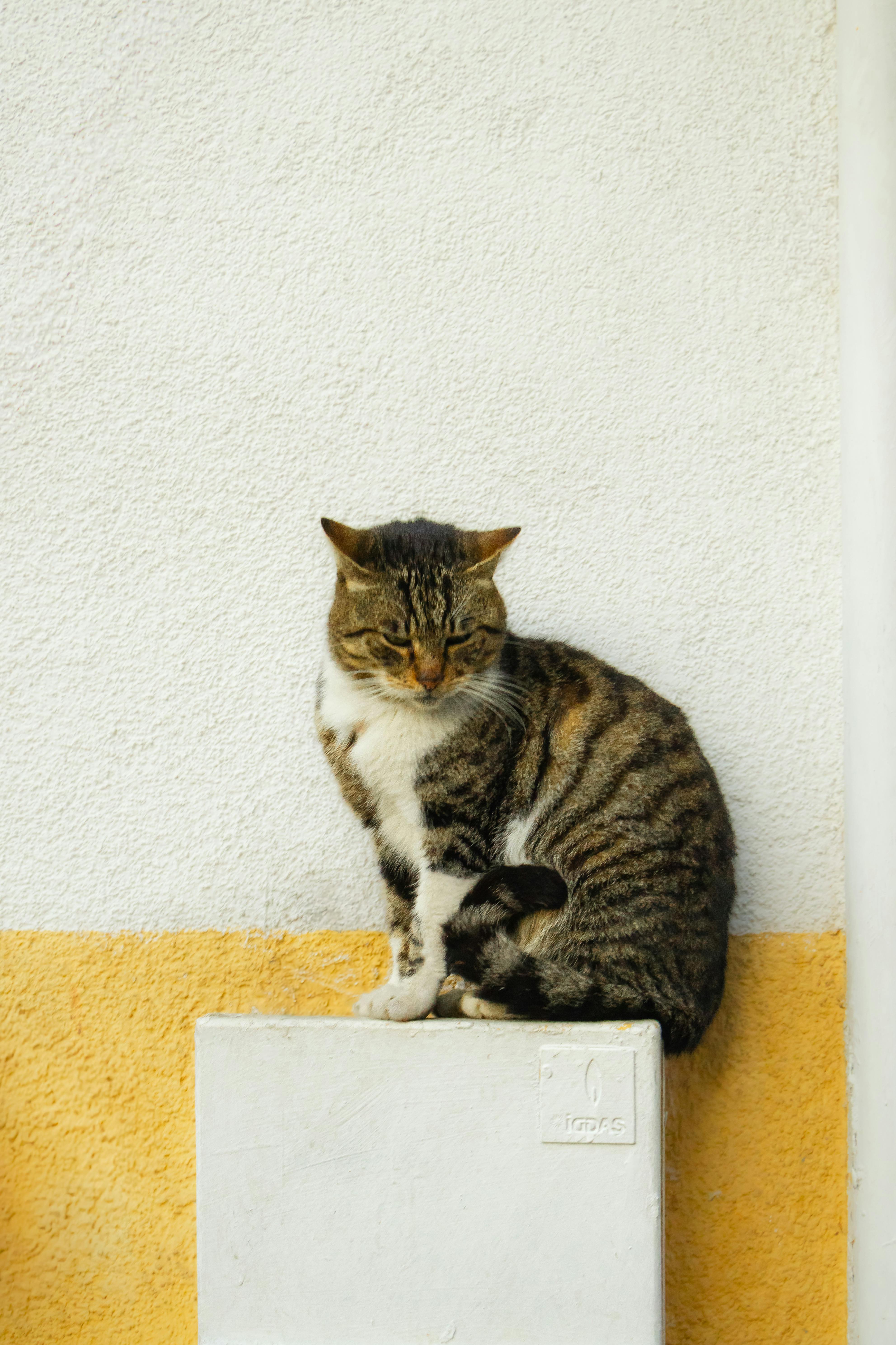 Cute+Budding+Tween+Girl Photos, Download The BEST Free Cute+Budding ...