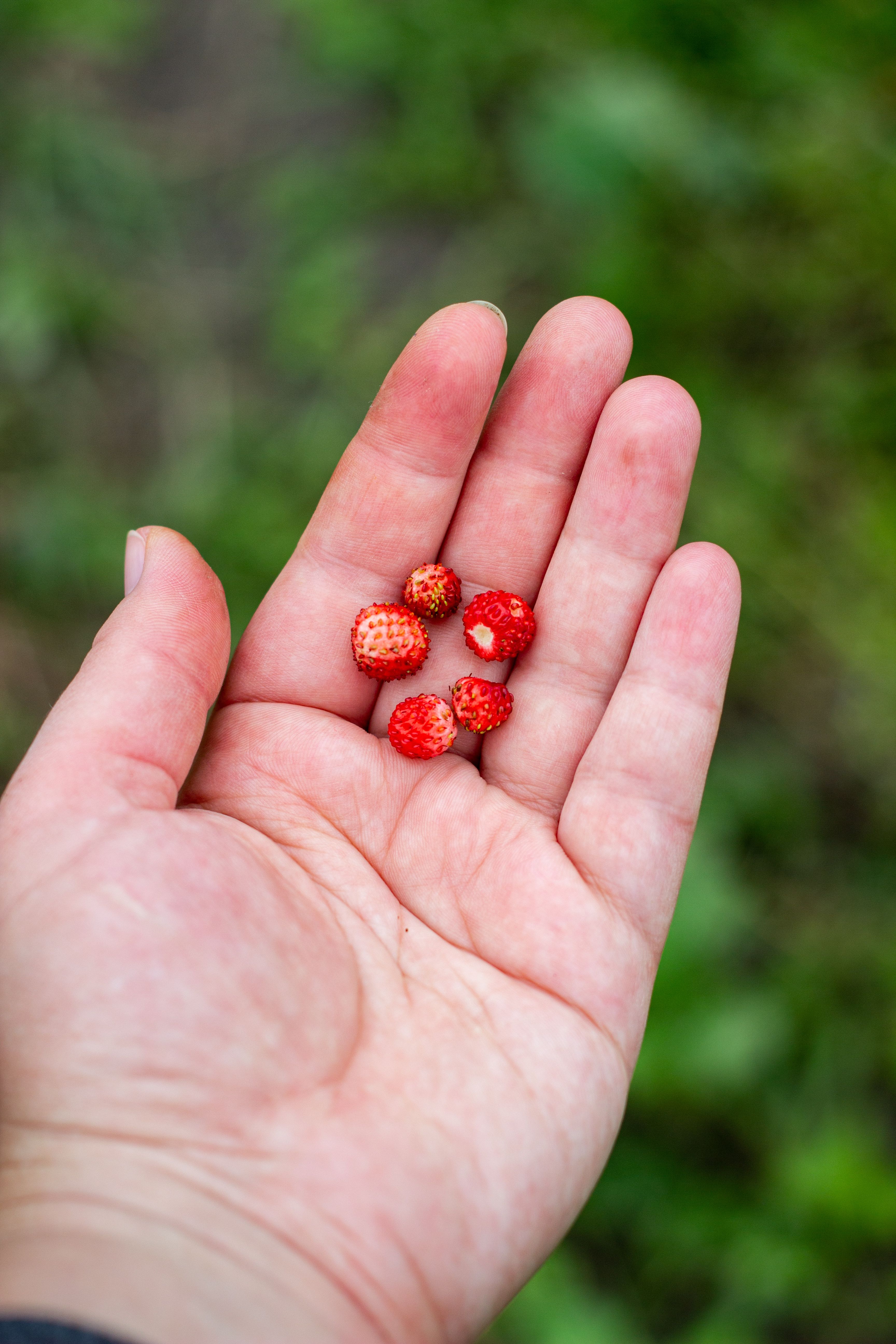 A Handful Of Monk Fruit Photos, Download The BEST Free A Handful Of ...