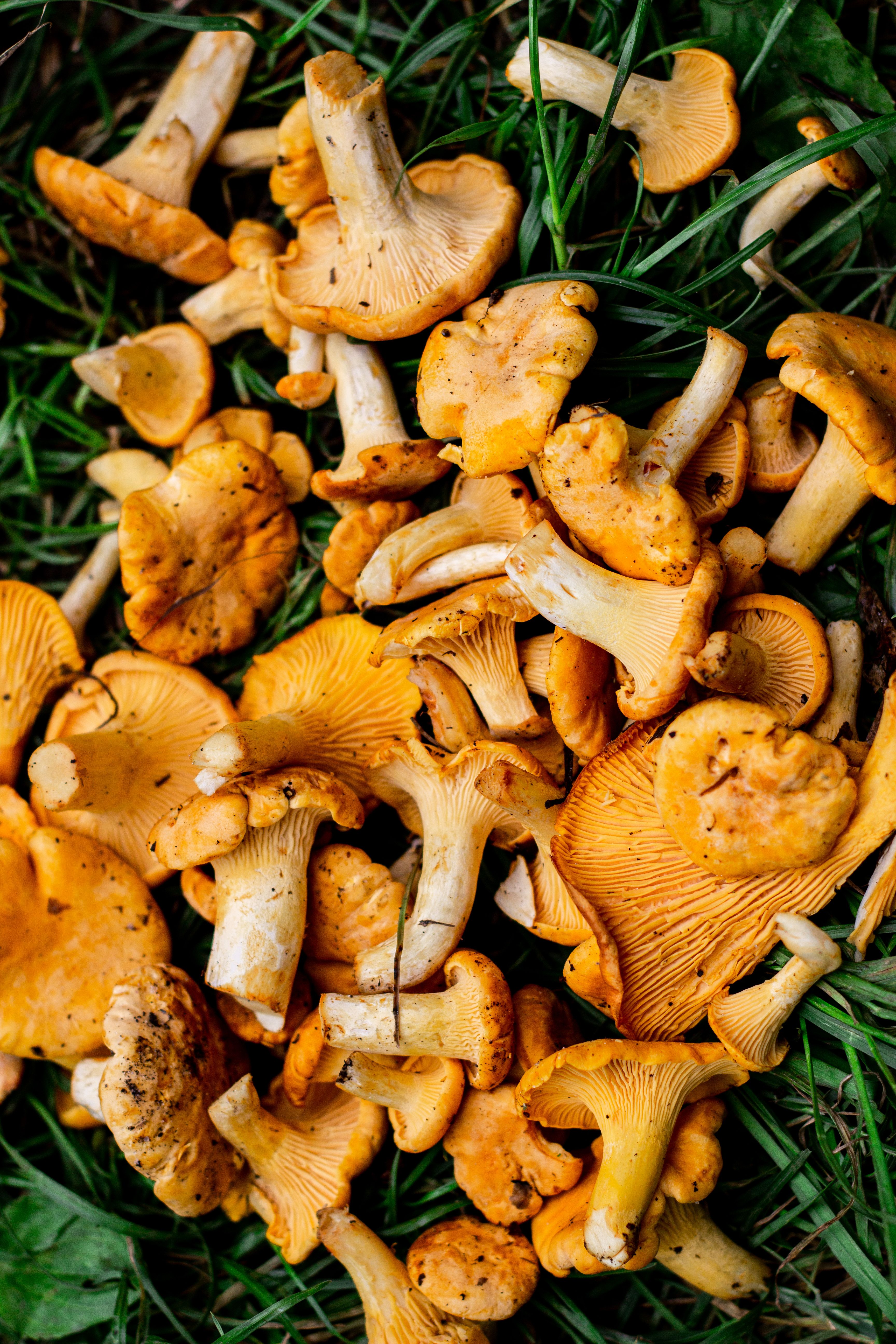 Mushroom Textures Photos, Download The BEST Free Mushroom Textures ...