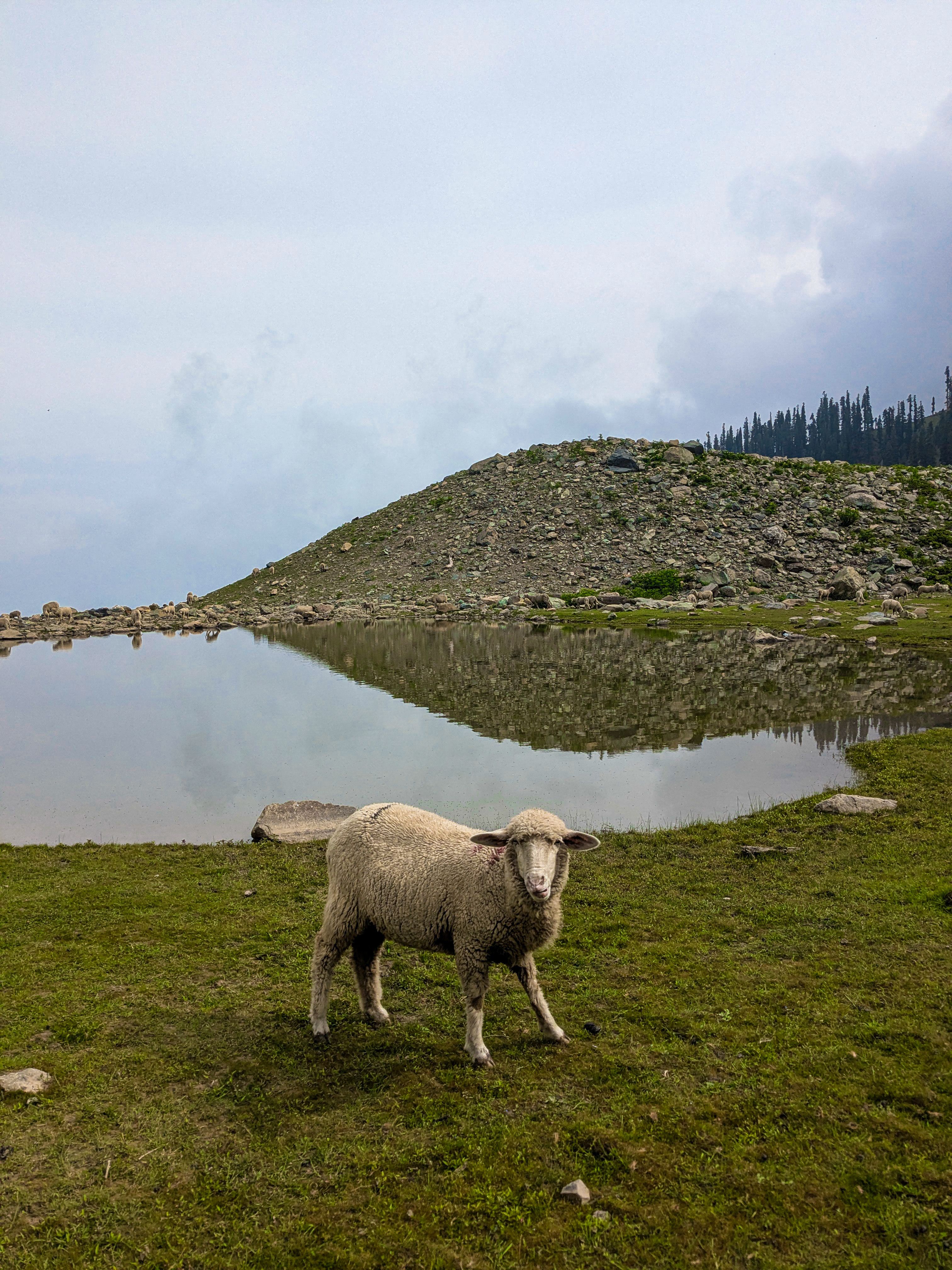 Protected Sheep Photos, Download The BEST Free Protected Sheep Stock ...