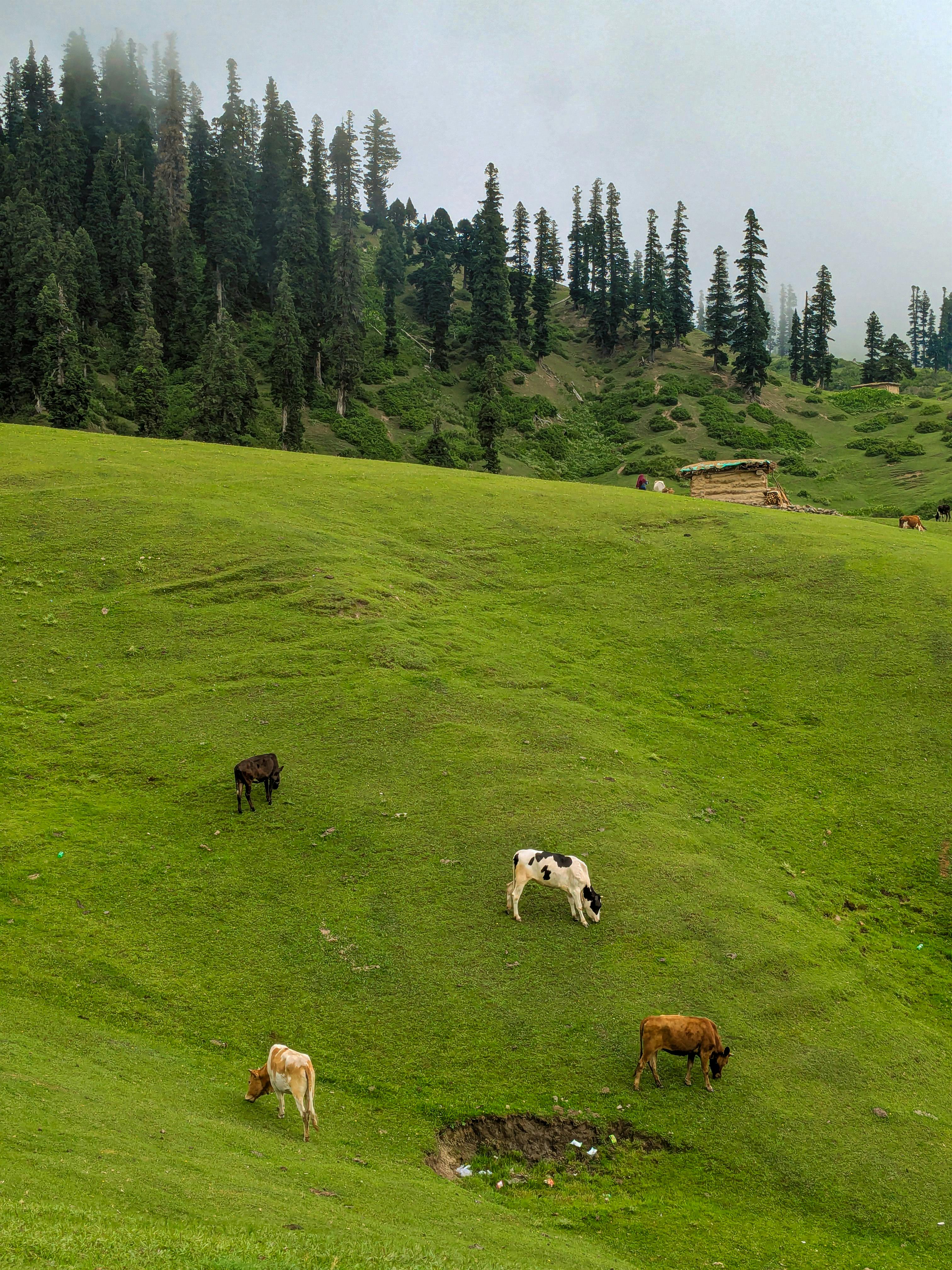 Sapi Yang Sedang Merumput Di Lereng Bukit Yang Hijau Nan Subur · Foto ...