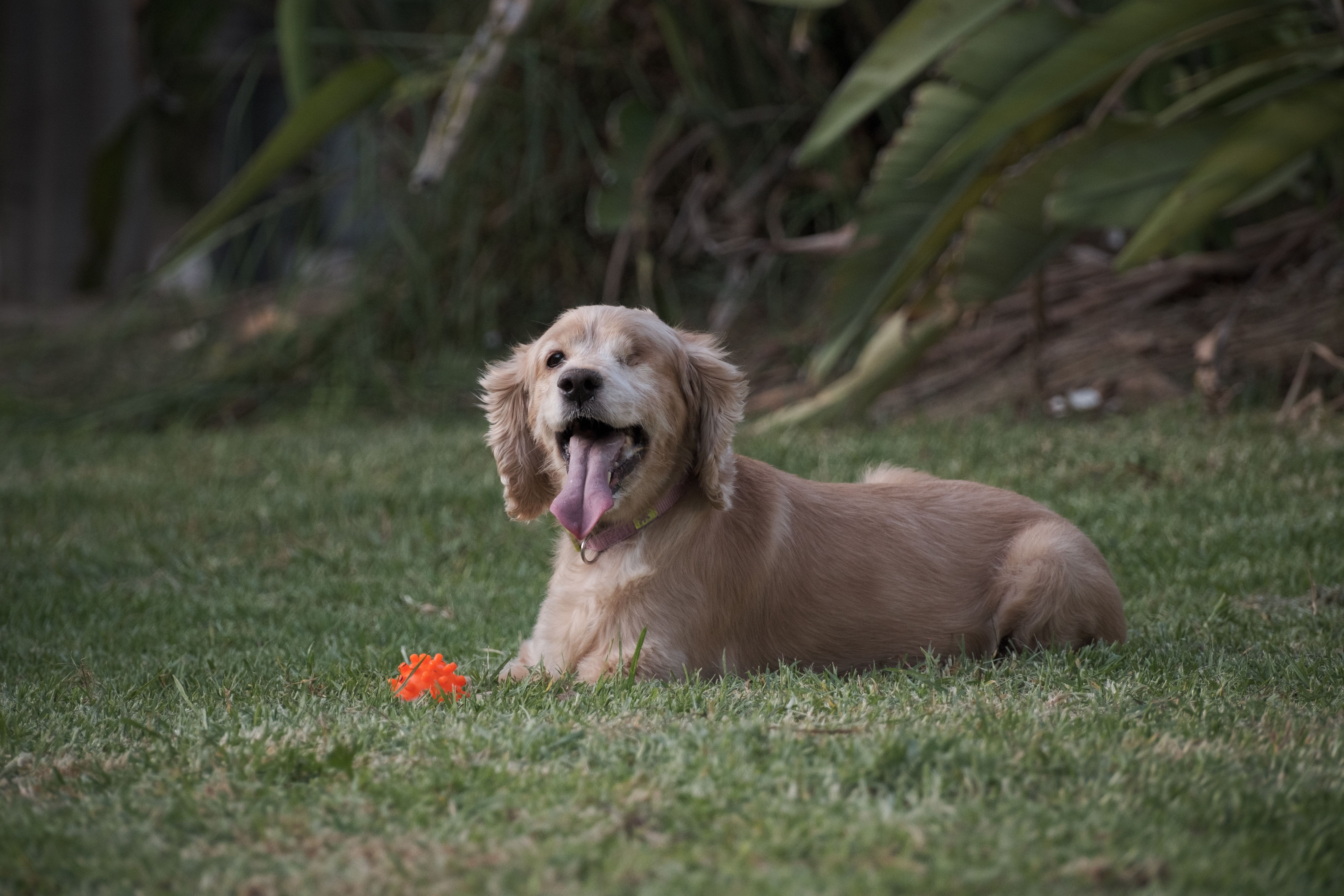Happy Cocker Spaniel Dog in a Garden · Free Stock Photo