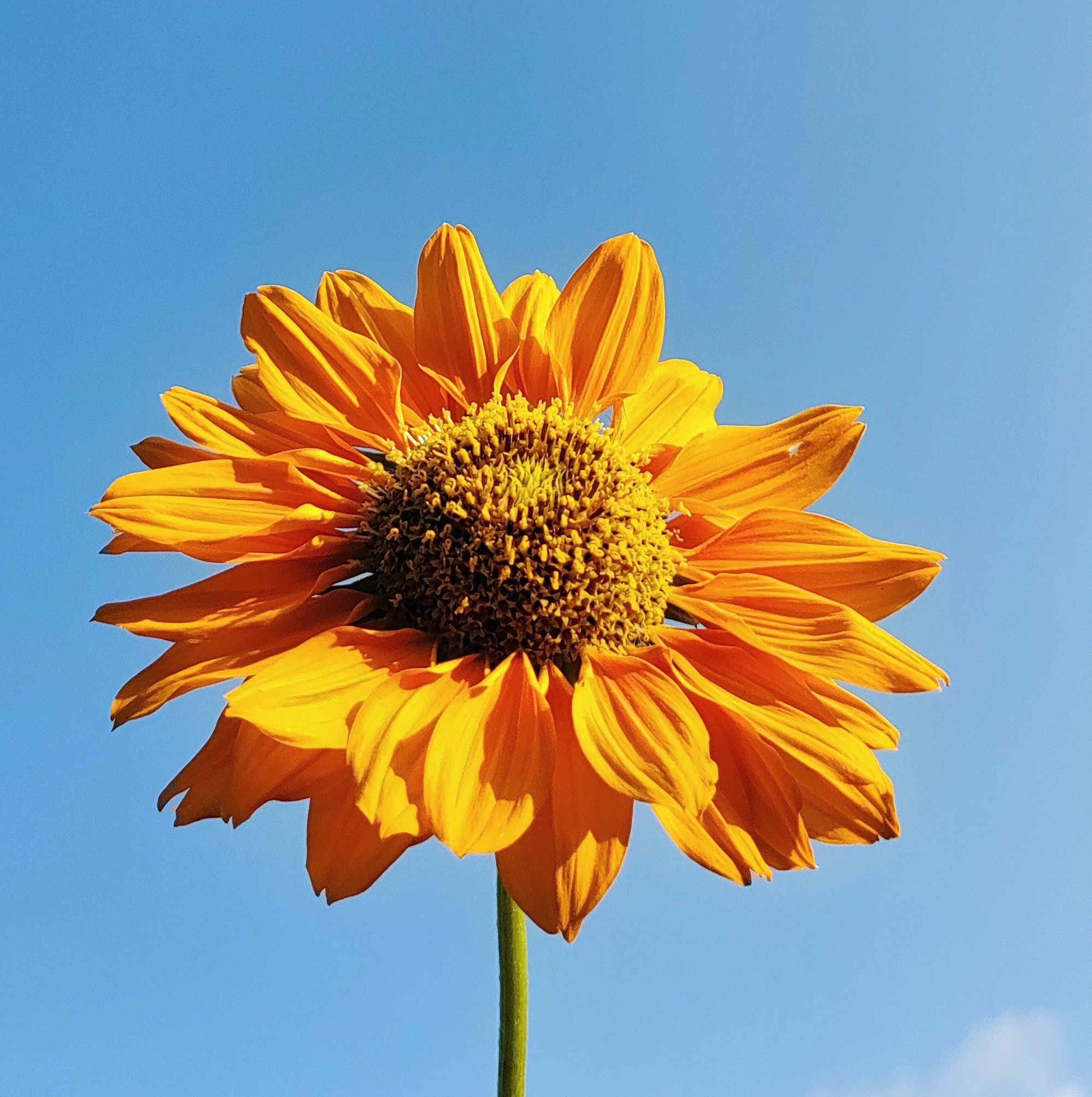 Photo Of Sunflower · Free Stock Photo