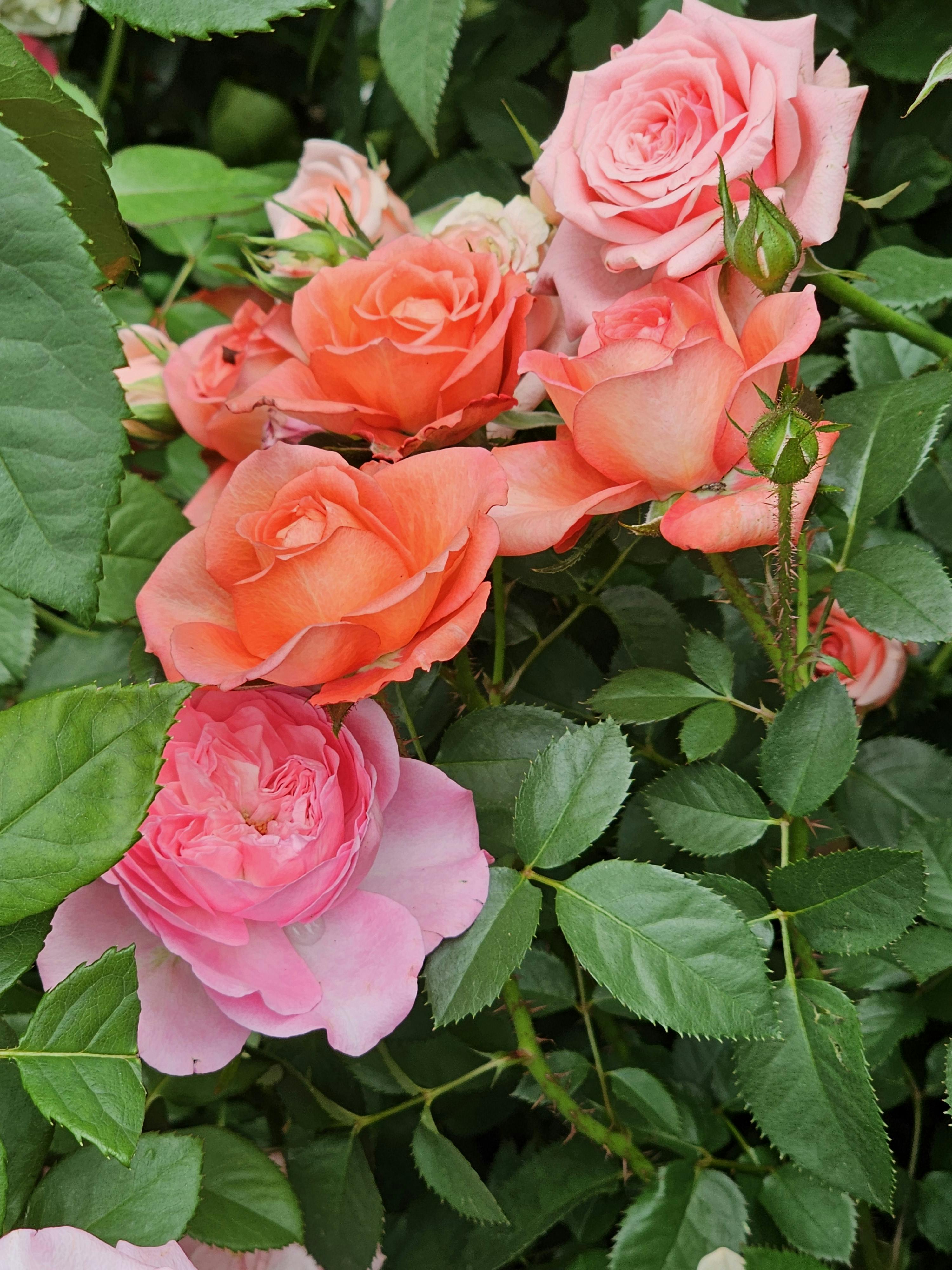 Beautiful Pink and Orange Roses in Bloom · Free Stock Photo