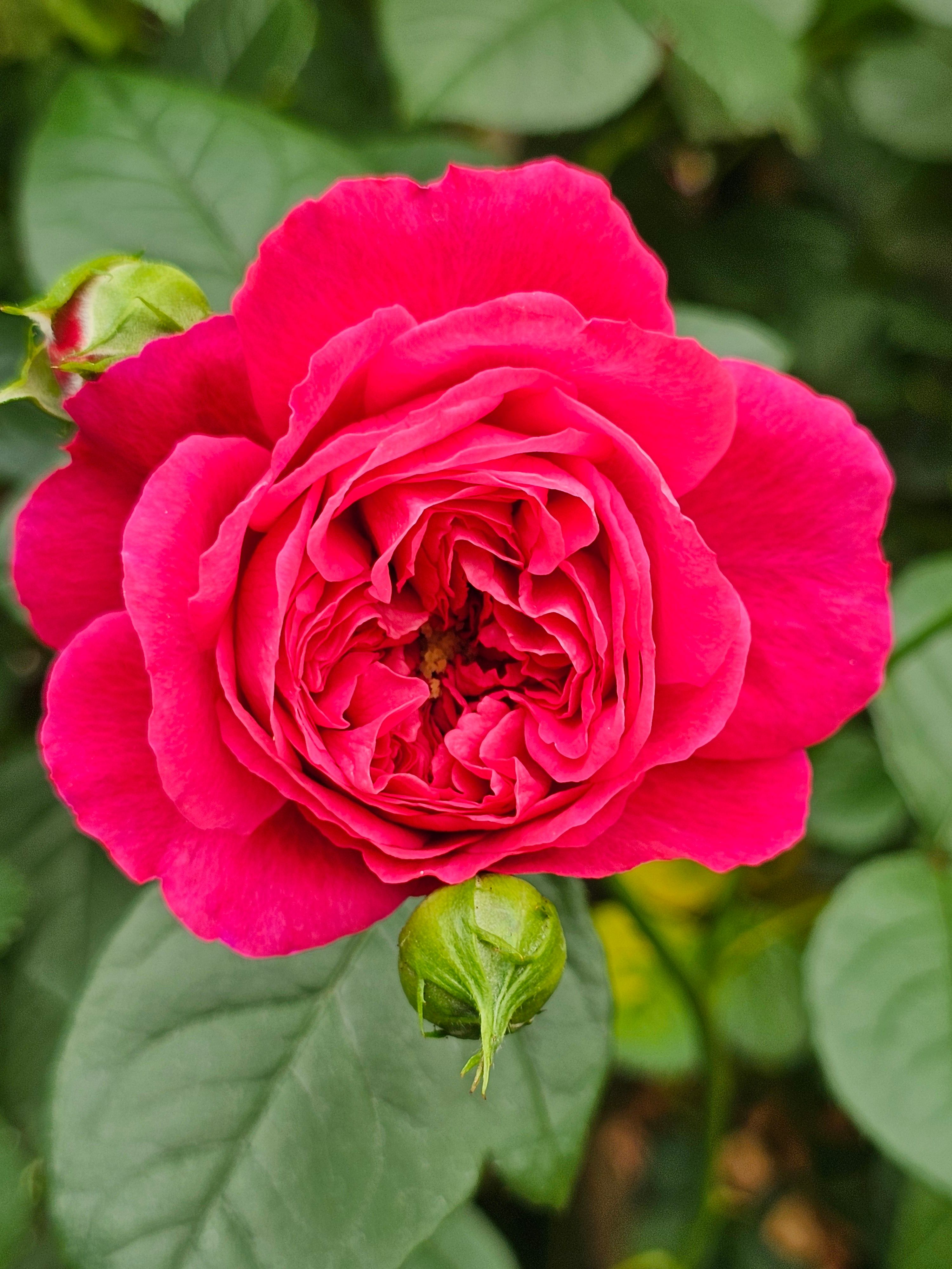 Vibrant Red Rose Flower in Full Bloom · Free Stock Photo