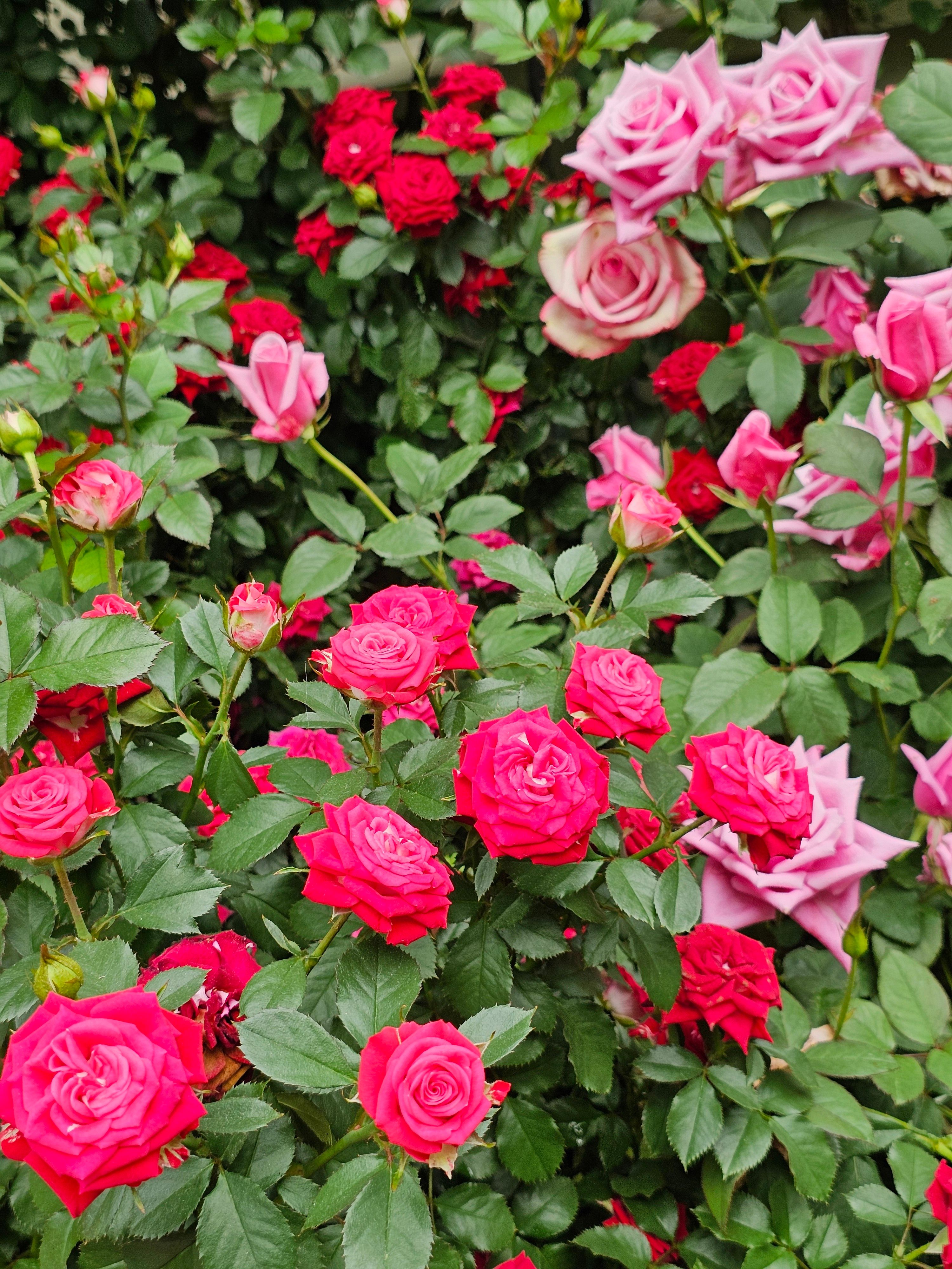 Vibrant Red and Pink Roses in Bloom · Free Stock Photo