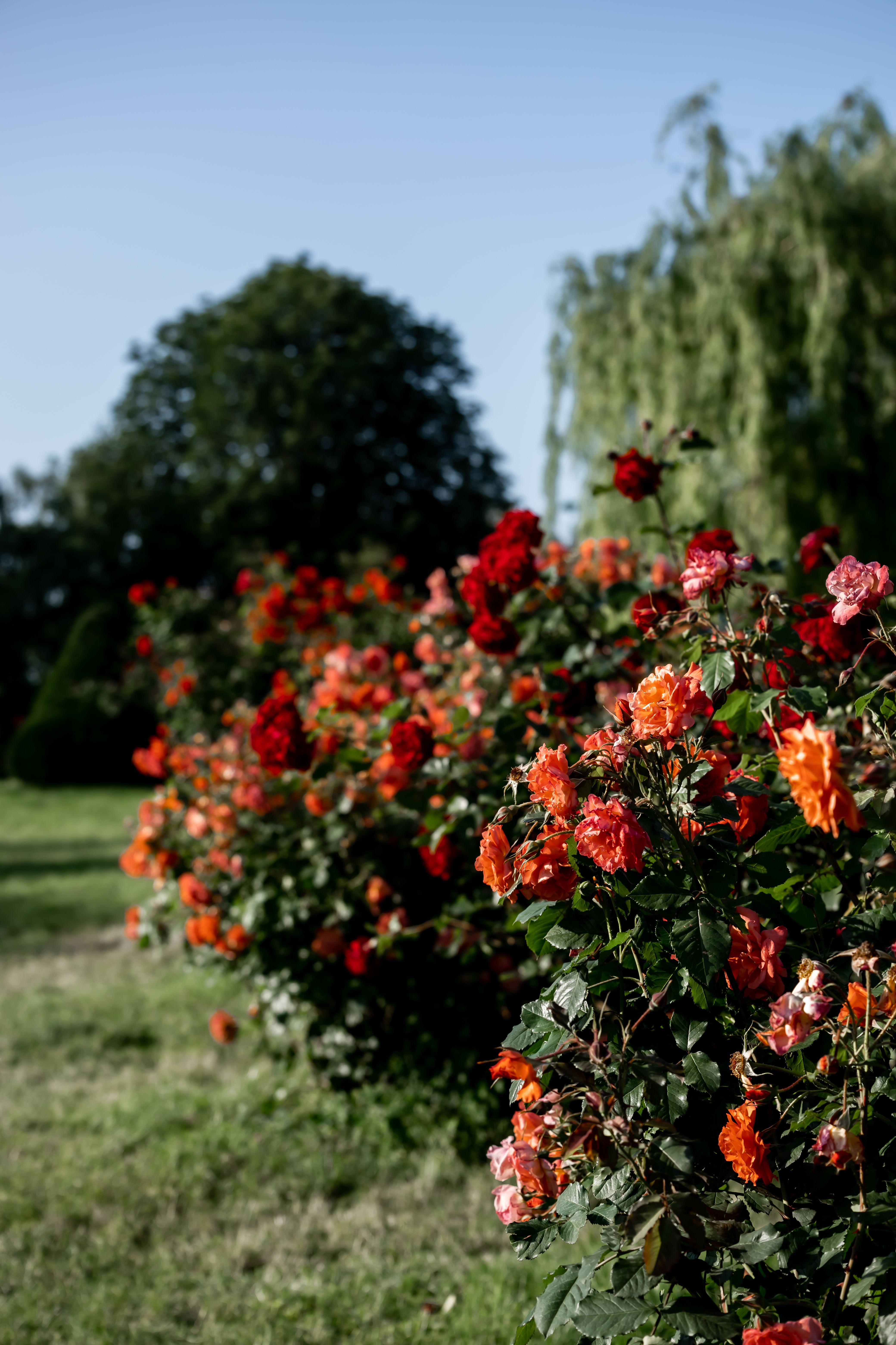 Vibrant Rose Garden in Full Bloom Outdoors · Free Stock Photo